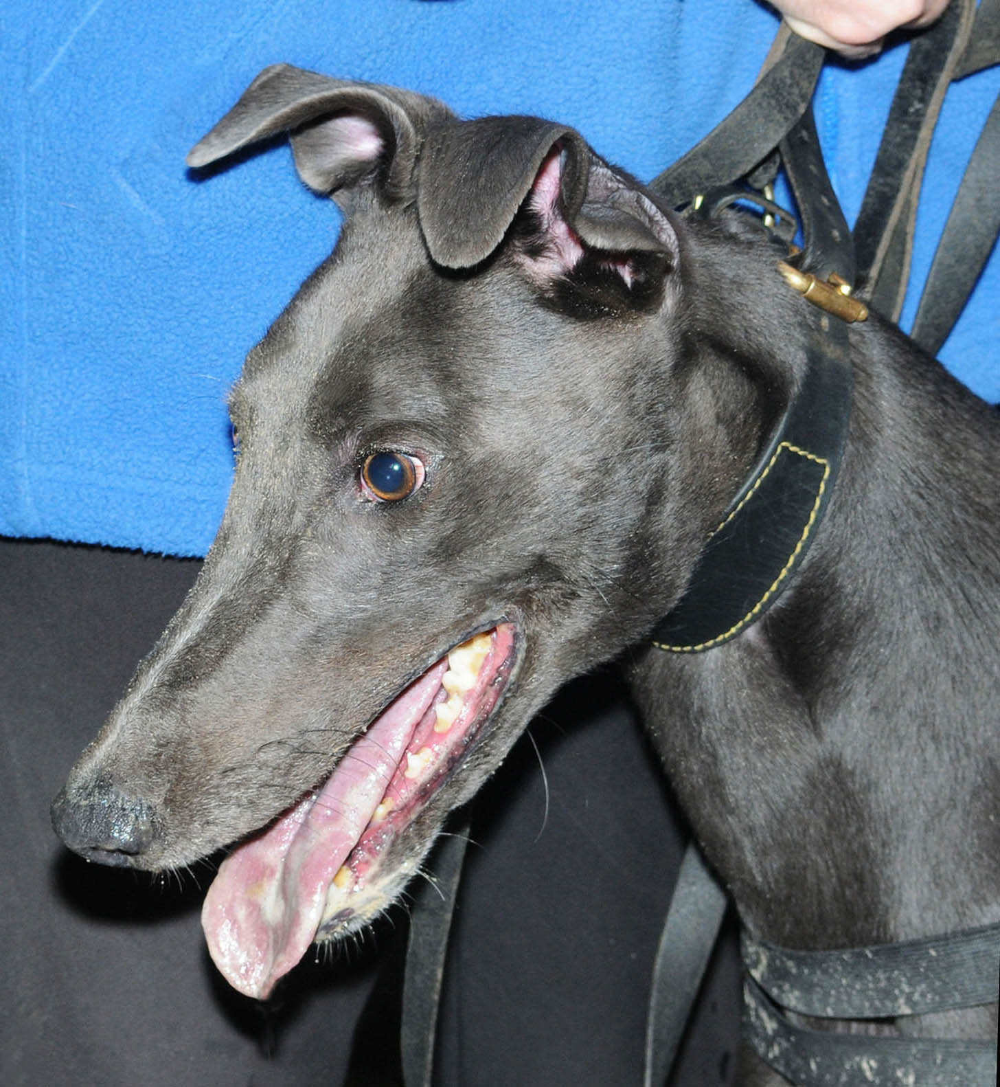 Prestige trial session - Greyhound Star | News from the Greyhound Industry
