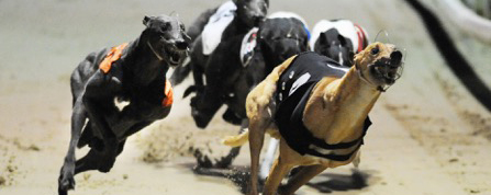 Bobs Lonely Heart - Greyhound Star | News from the Greyhound Industry