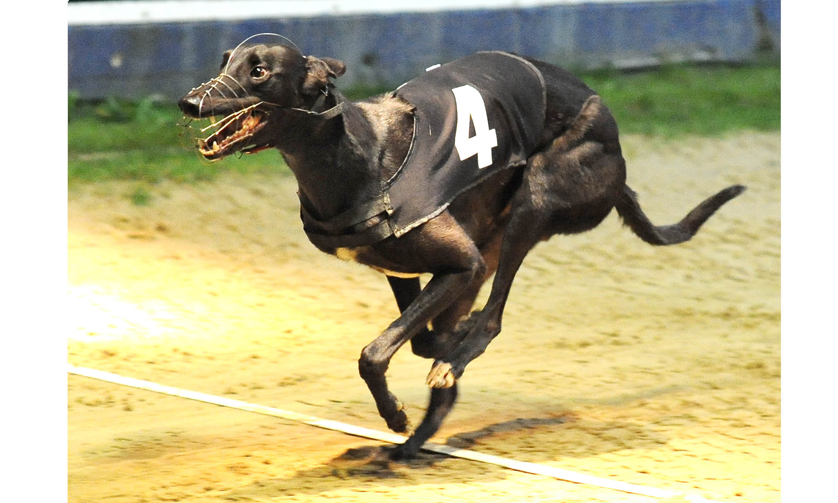 TRAINERS CHAMPIONSHIP - HEAT 1 STANDARD (DIV 2) - Greyhound Star | News ...