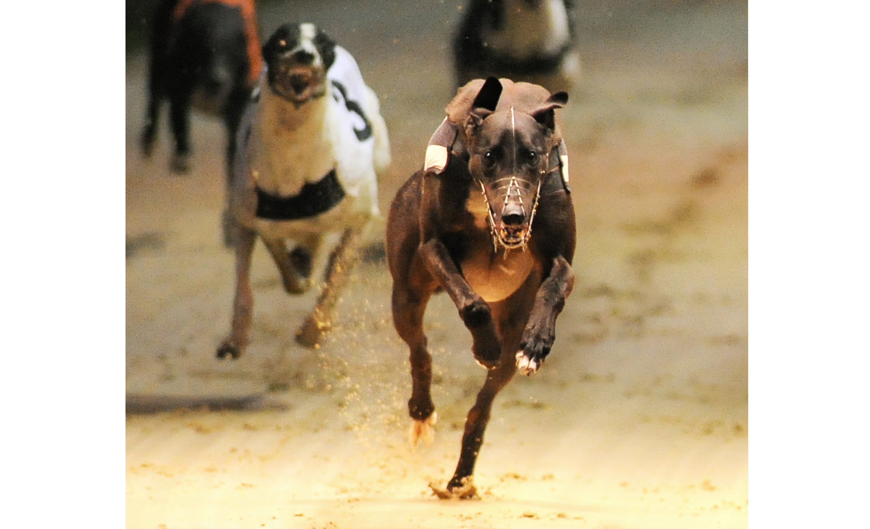 Gravy to make history? - Greyhound Star | News from the Greyhound Industry