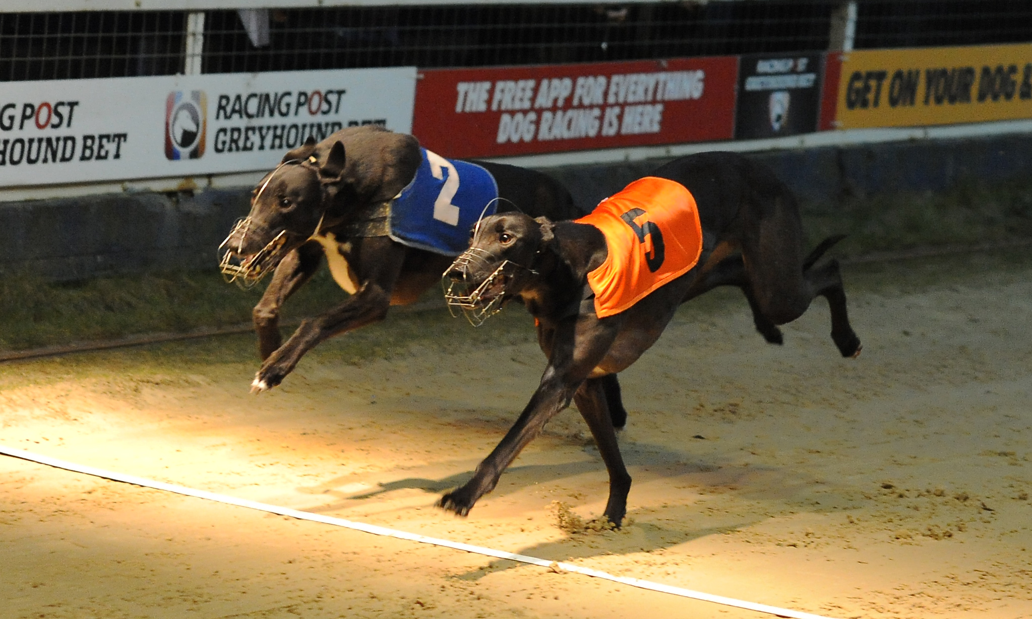 Brogan was Greyhound of the Month for March - Greyhound Star | News ...