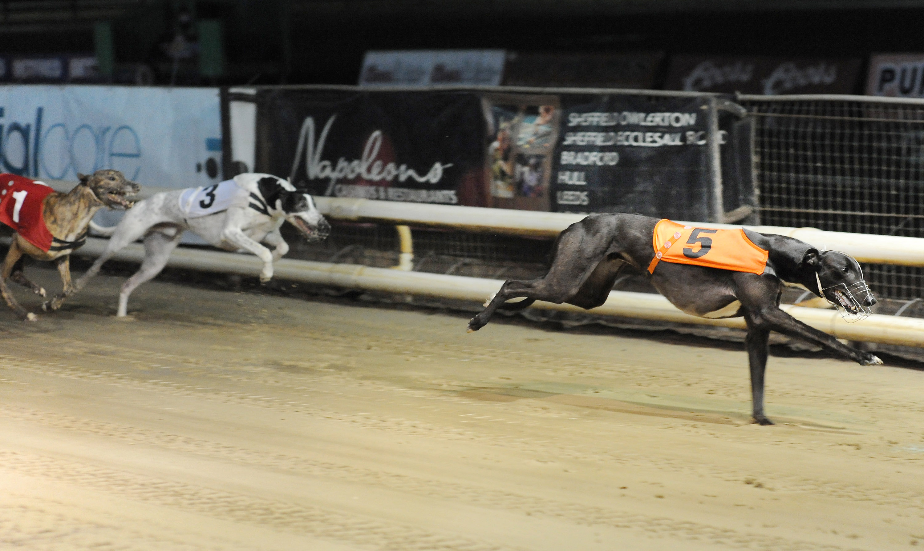 Kevin has one tough Cookie - Greyhound Star | News from the Greyhound ...