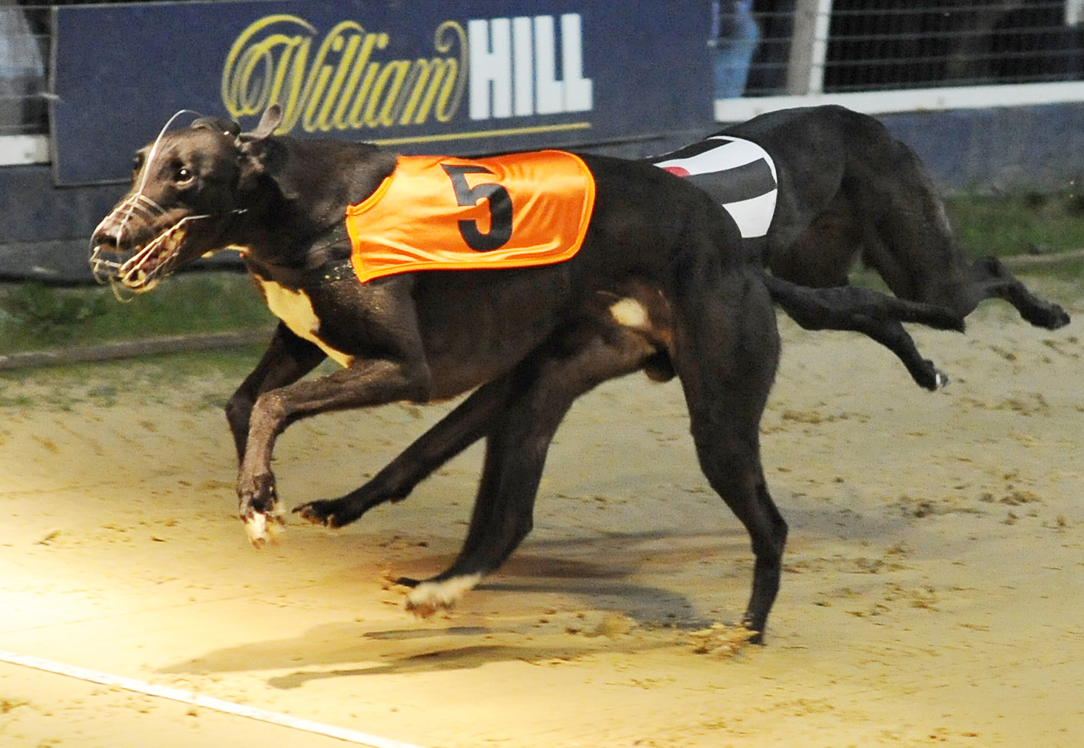 Arc Update - Greyhound Star | News from the Greyhound Industry