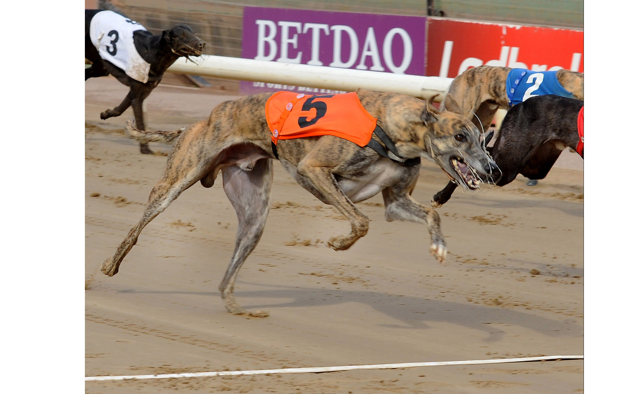 Jack's back! - Greyhound Star | News from the Greyhound Industry