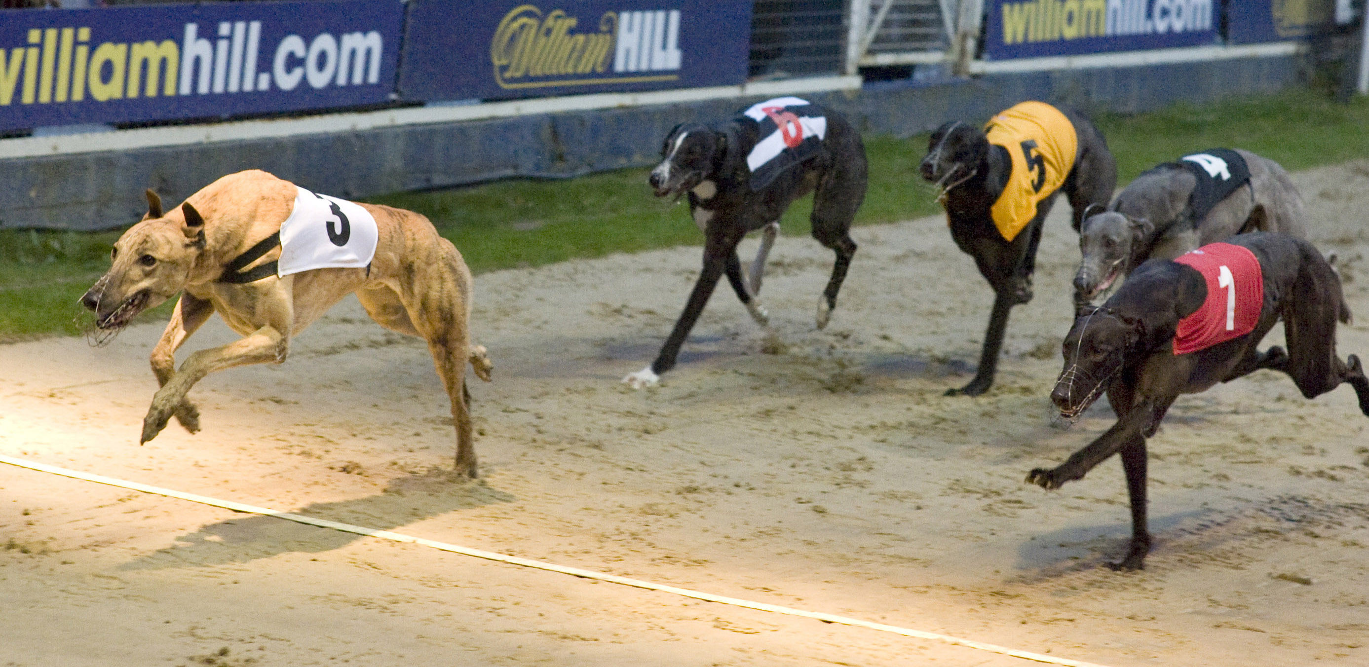 Eric rose to the challenge at Towcester - Greyhound Star | News from ...