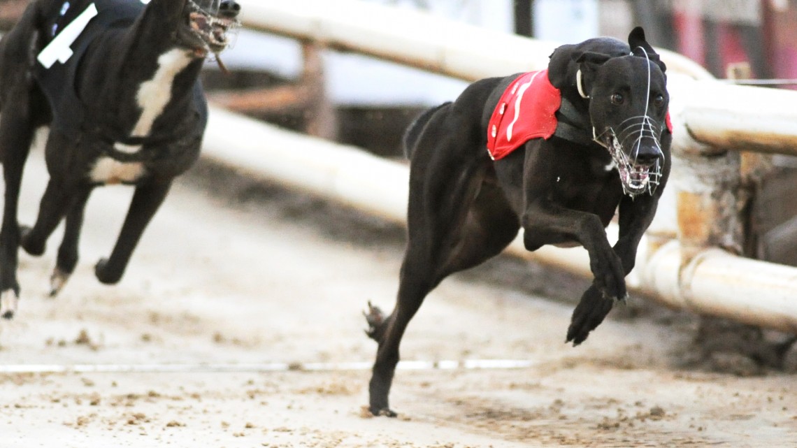 FRIDAY REVIEW: NO GROUNDING AN OLD FLYER - Greyhound Star | News from ...