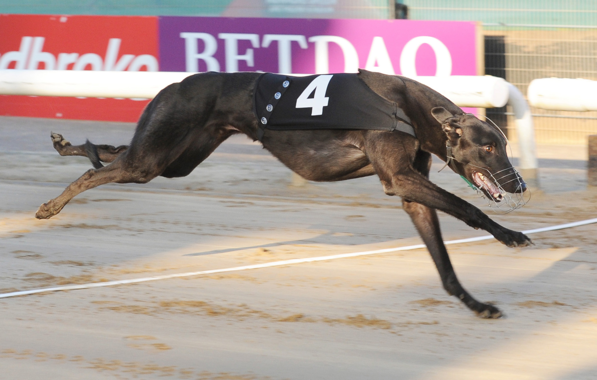 Quattro was fastest - Greyhound Star | News from the Greyhound Industry