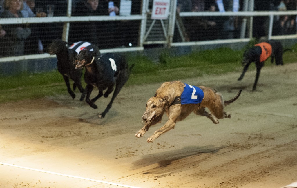 Back the Pat - Greyhound Star | News from the Greyhound Industry