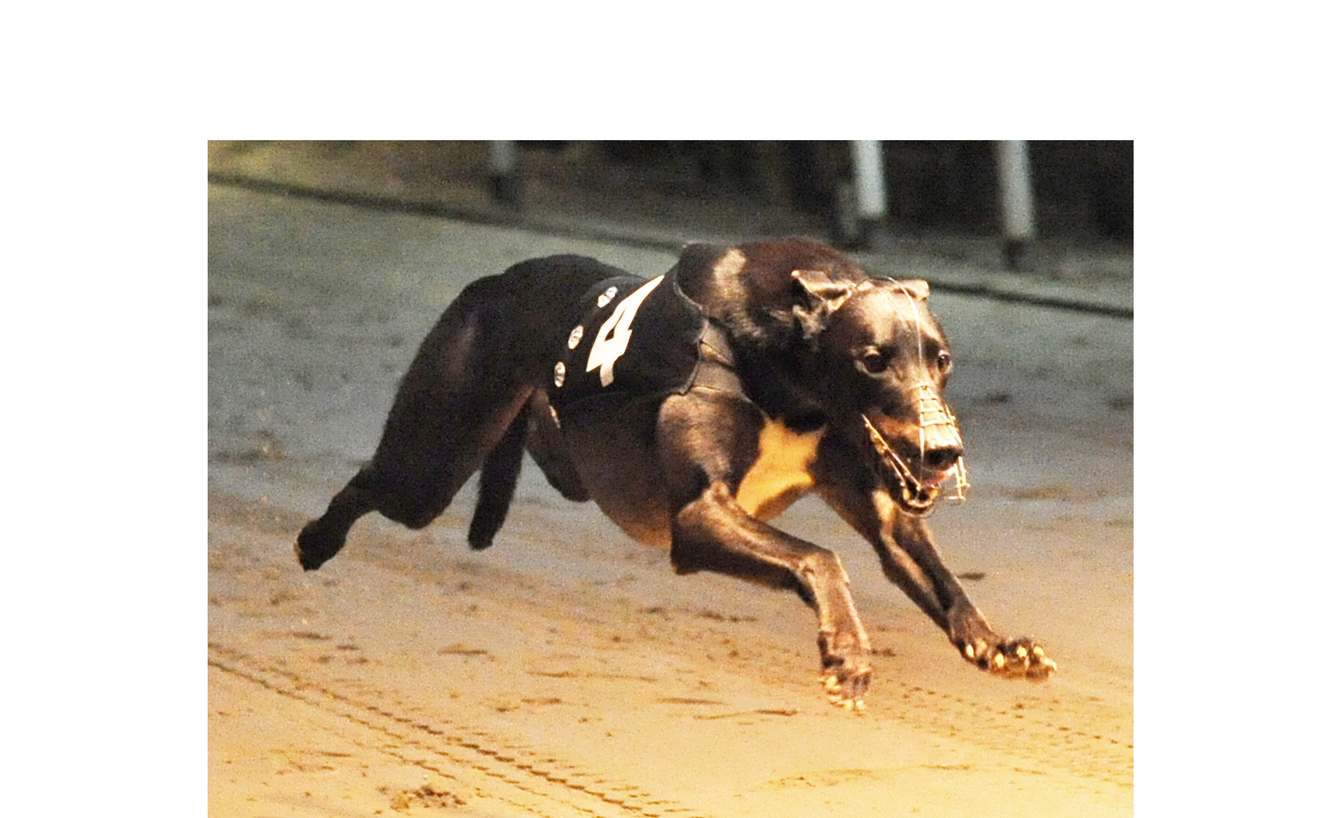 Rambo returns - Greyhound Star | News from the Greyhound Industry
