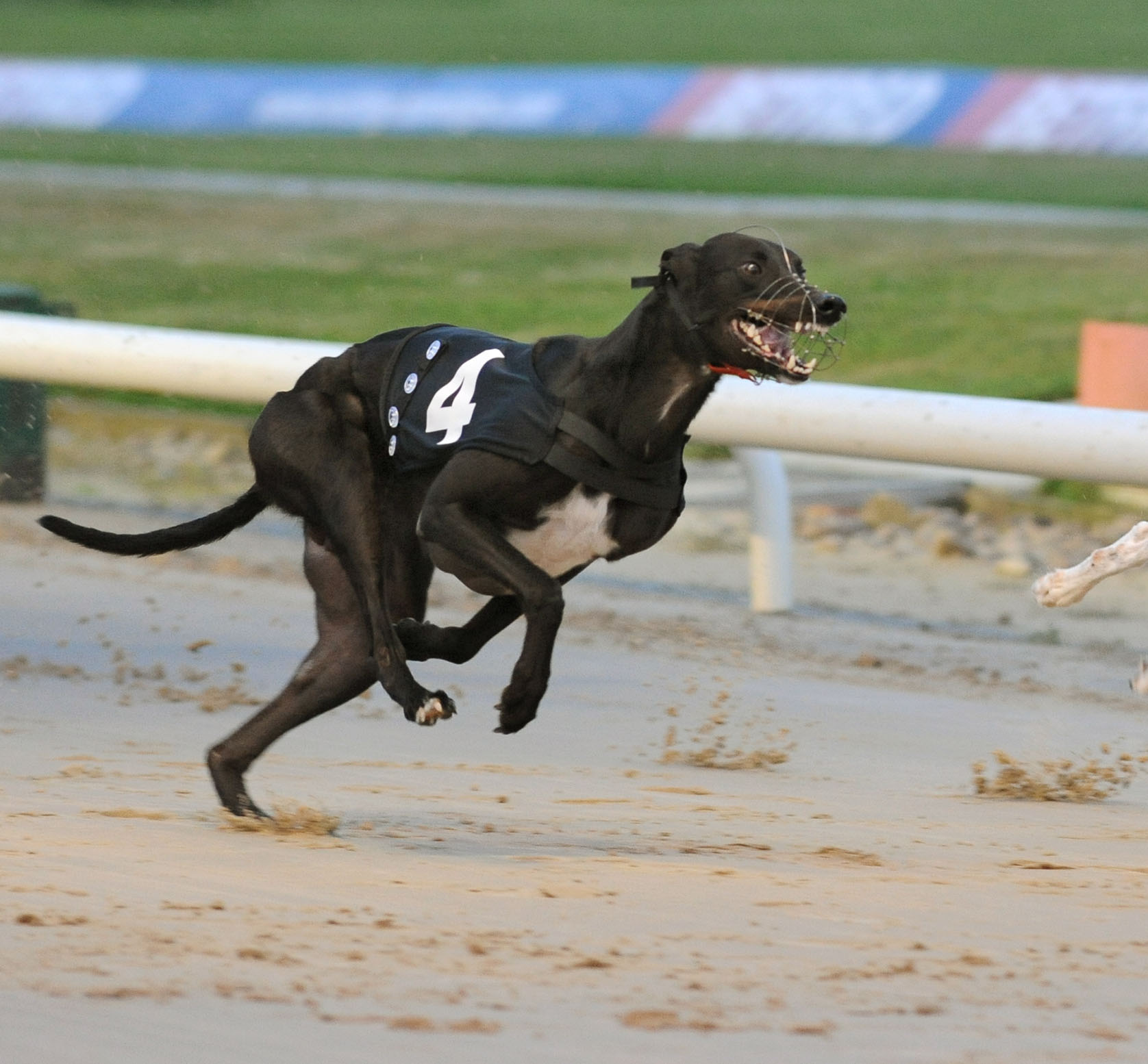 Rambo is back - Greyhound Star | News from the Greyhound Industry