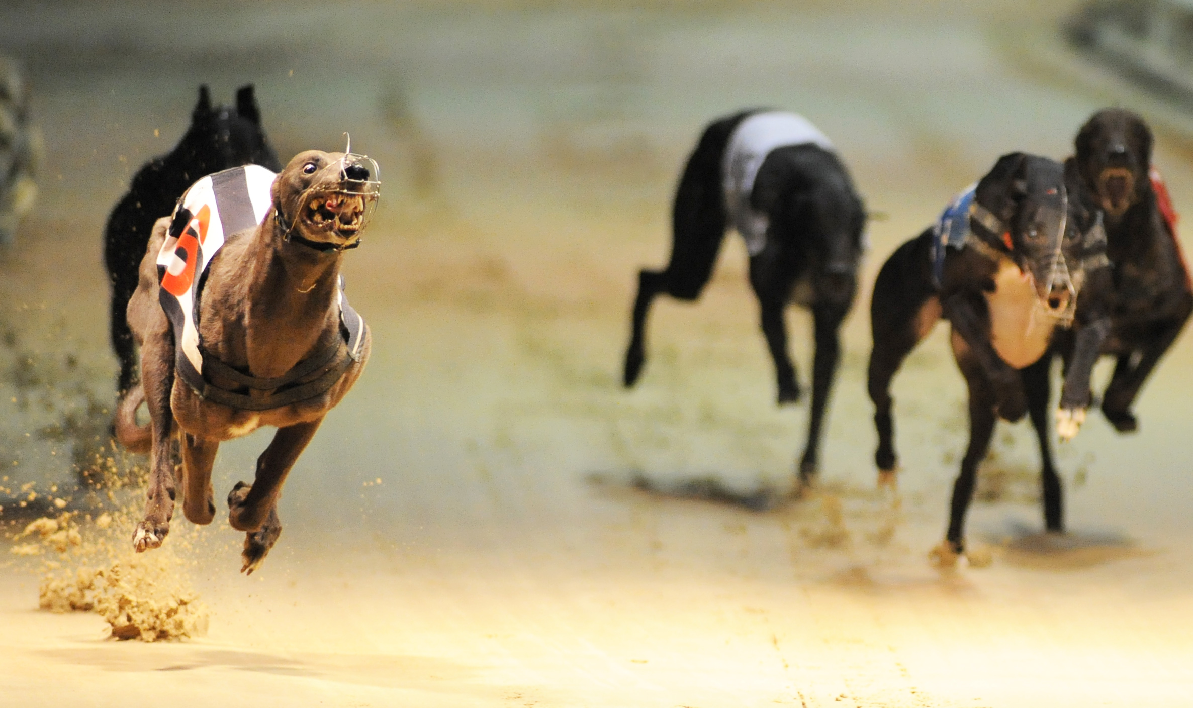 Adageo bobs into the all-time winners list - Greyhound Star | News from ...