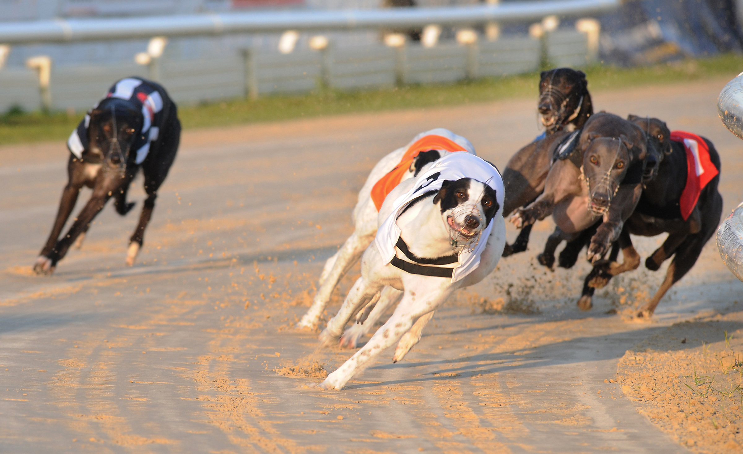 Daytime takes off again - Greyhound Star | News from the Greyhound Industry