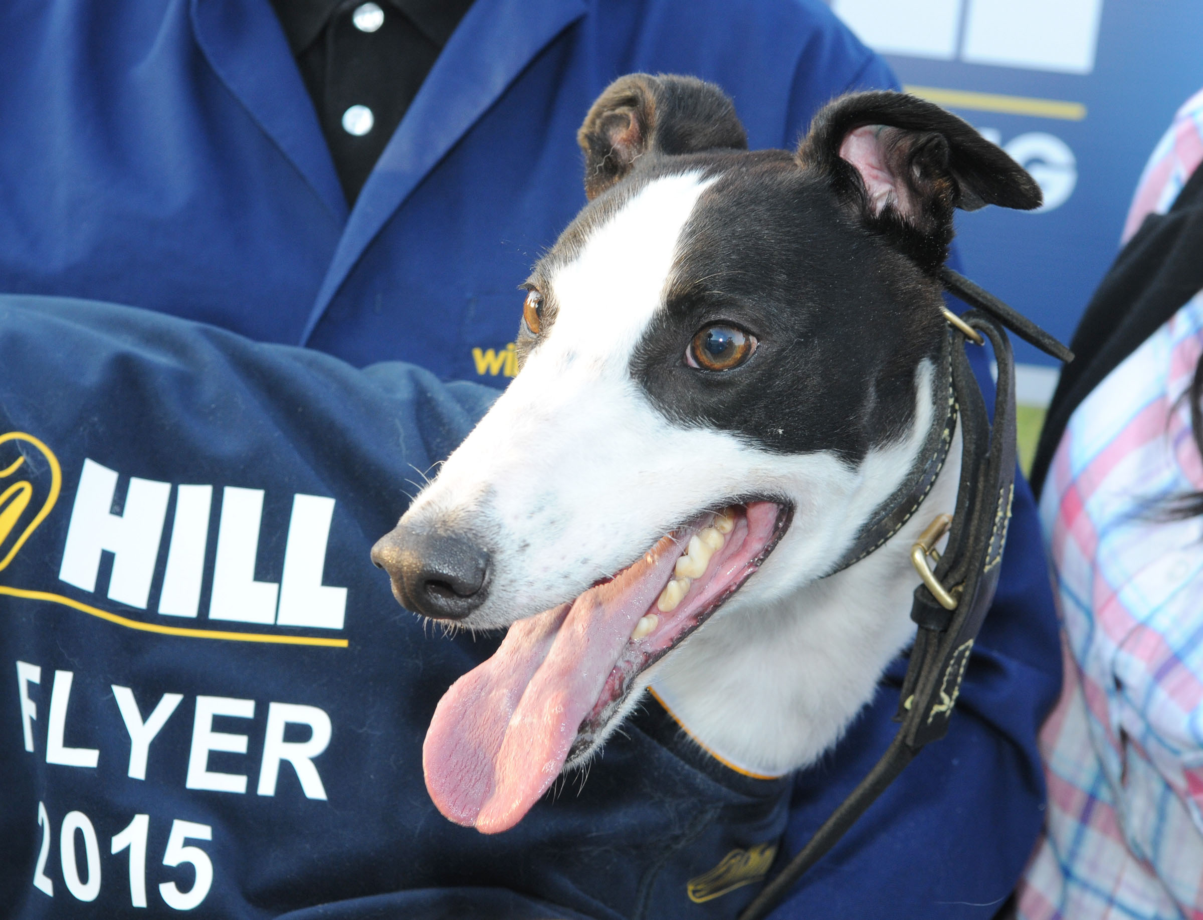 Flyer on course (update) - Greyhound Star | News from the Greyhound ...