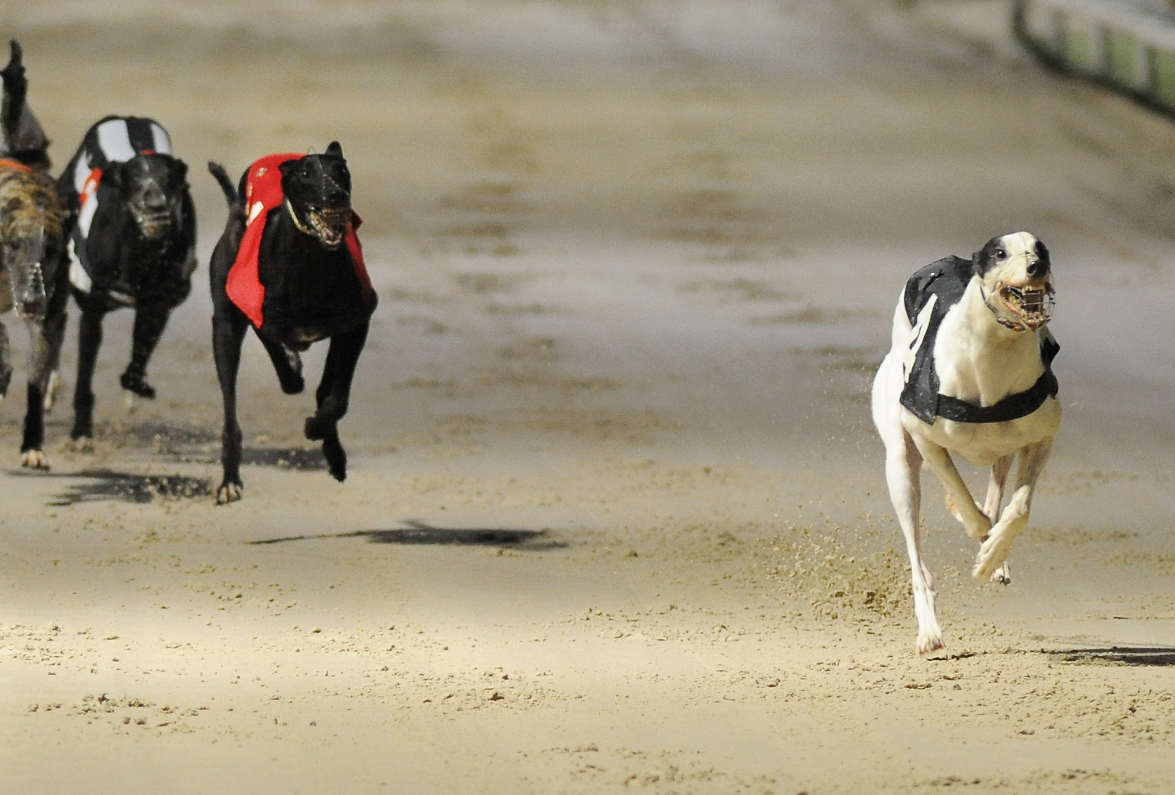 Bonnie the TV star - Greyhound Star | News from the Greyhound Industry