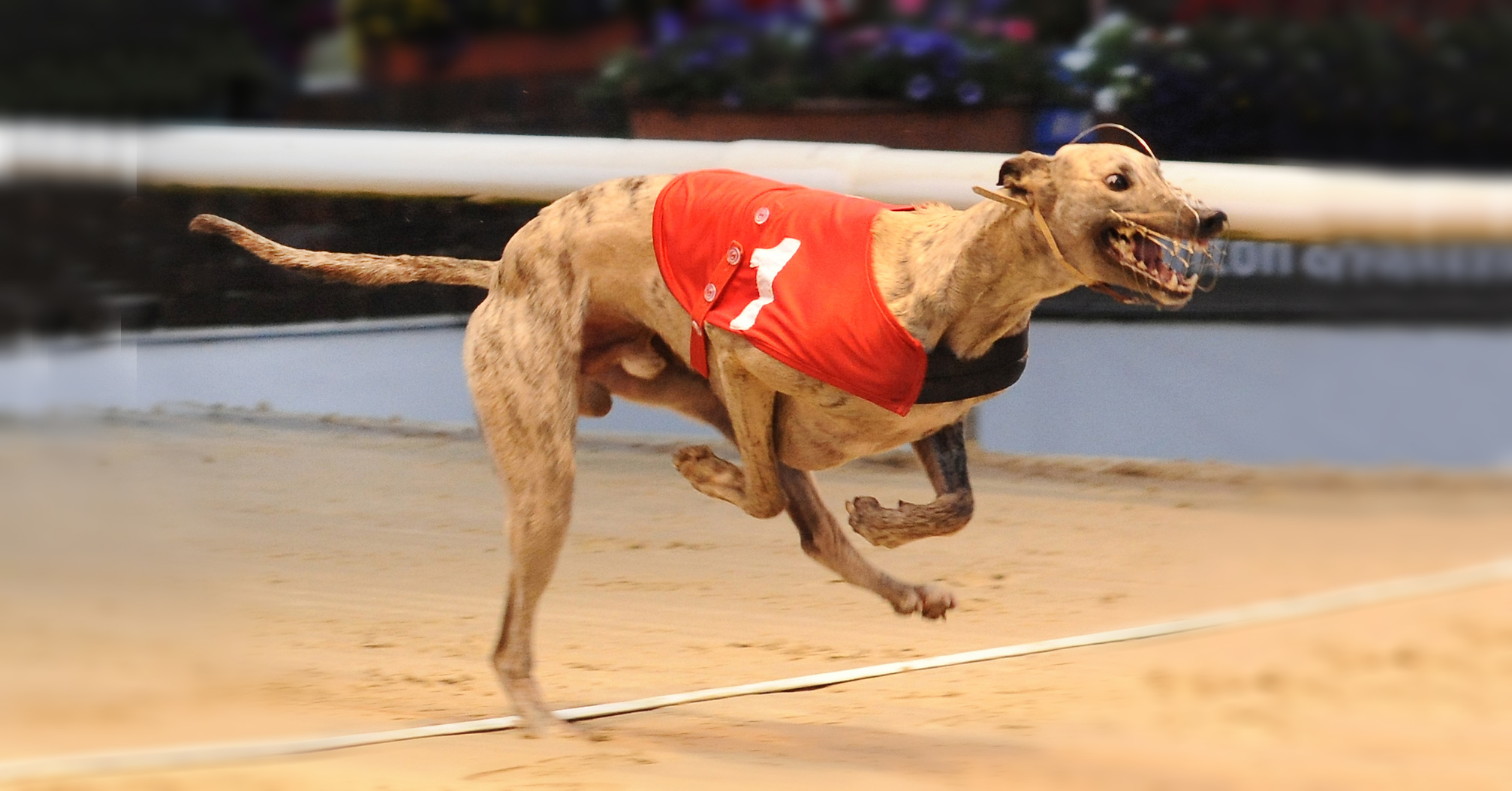 Another brilliant Ballymac (UPDATE WITH SEMIS DRAW) - Greyhound Star ...