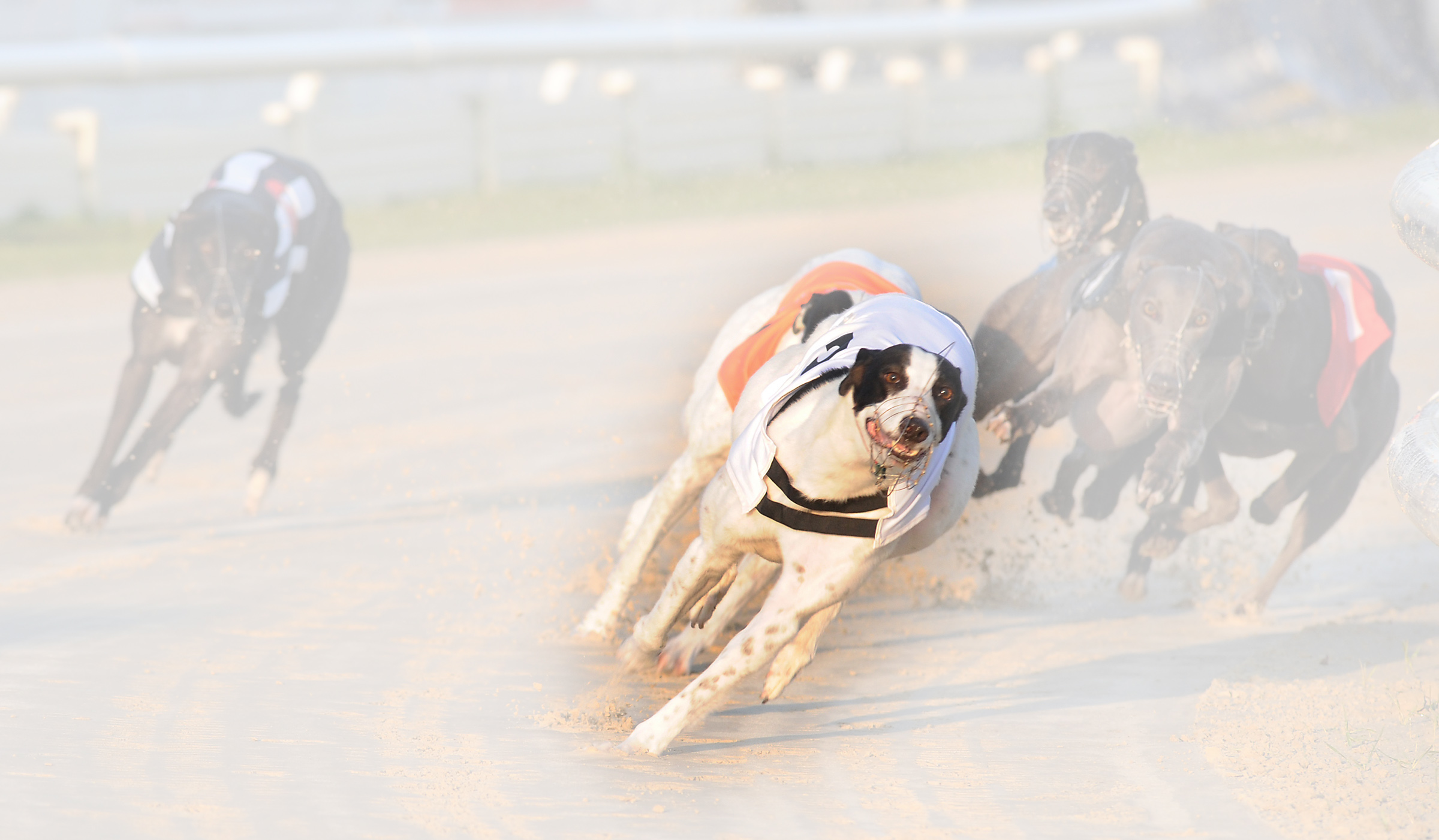 Flyer takes off again - Greyhound Star | News from the Greyhound Industry