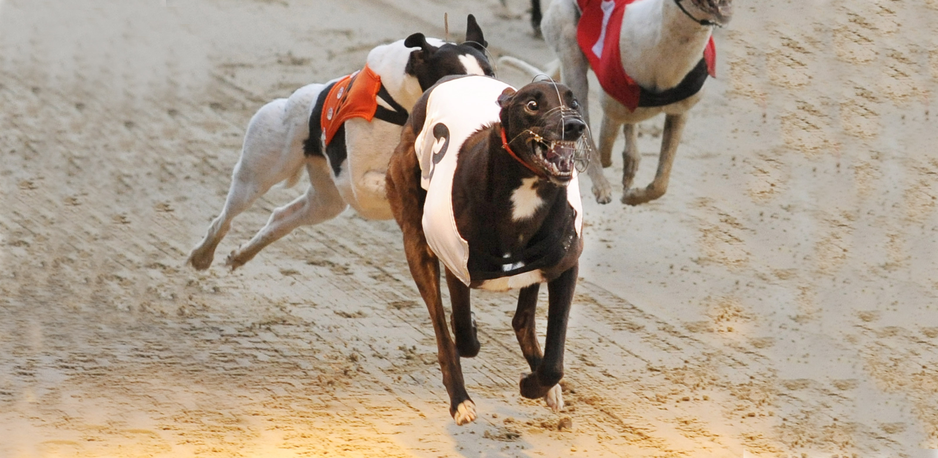 Speed of Sound - Greyhound Star | News from the Greyhound Industry