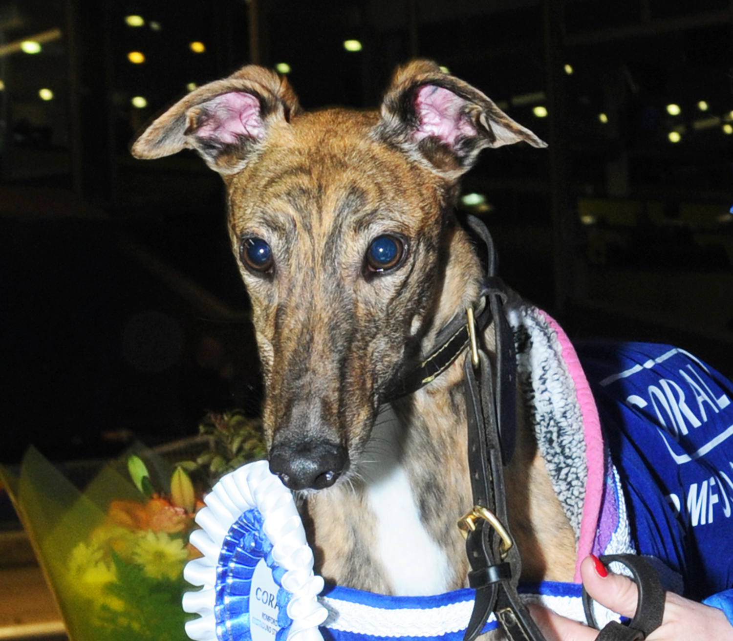 Golden Listen is back - Greyhound Star | News from the Greyhound Industry
