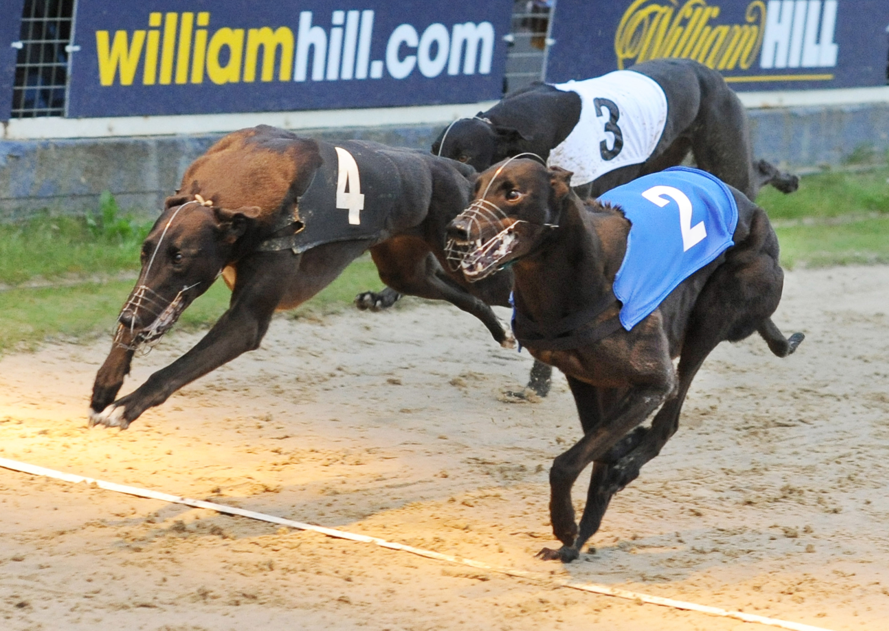 Kid is back - Greyhound Star | News from the Greyhound Industry