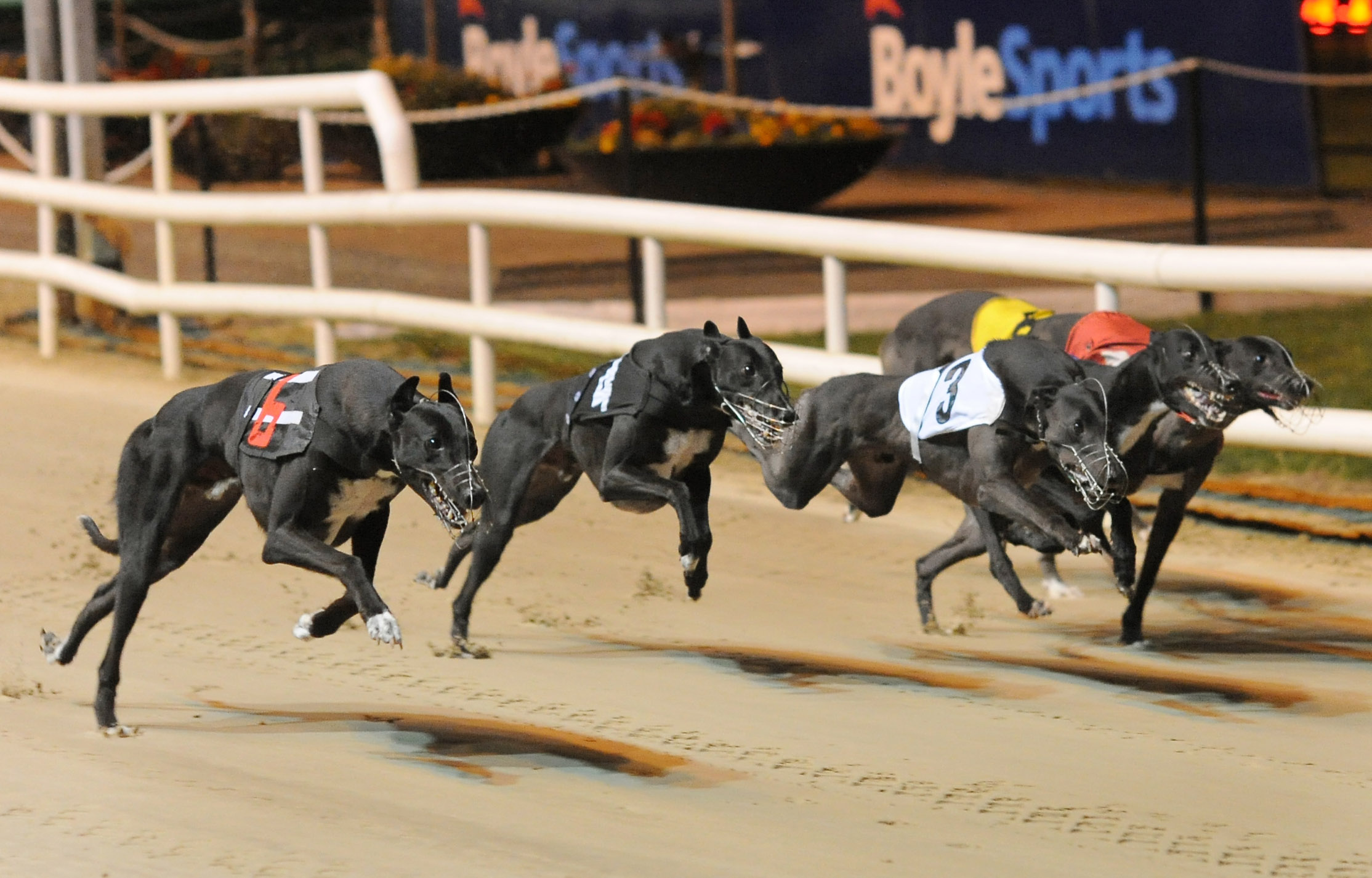 Bonnie dominates undercard - Greyhound Star | News from the Greyhound ...