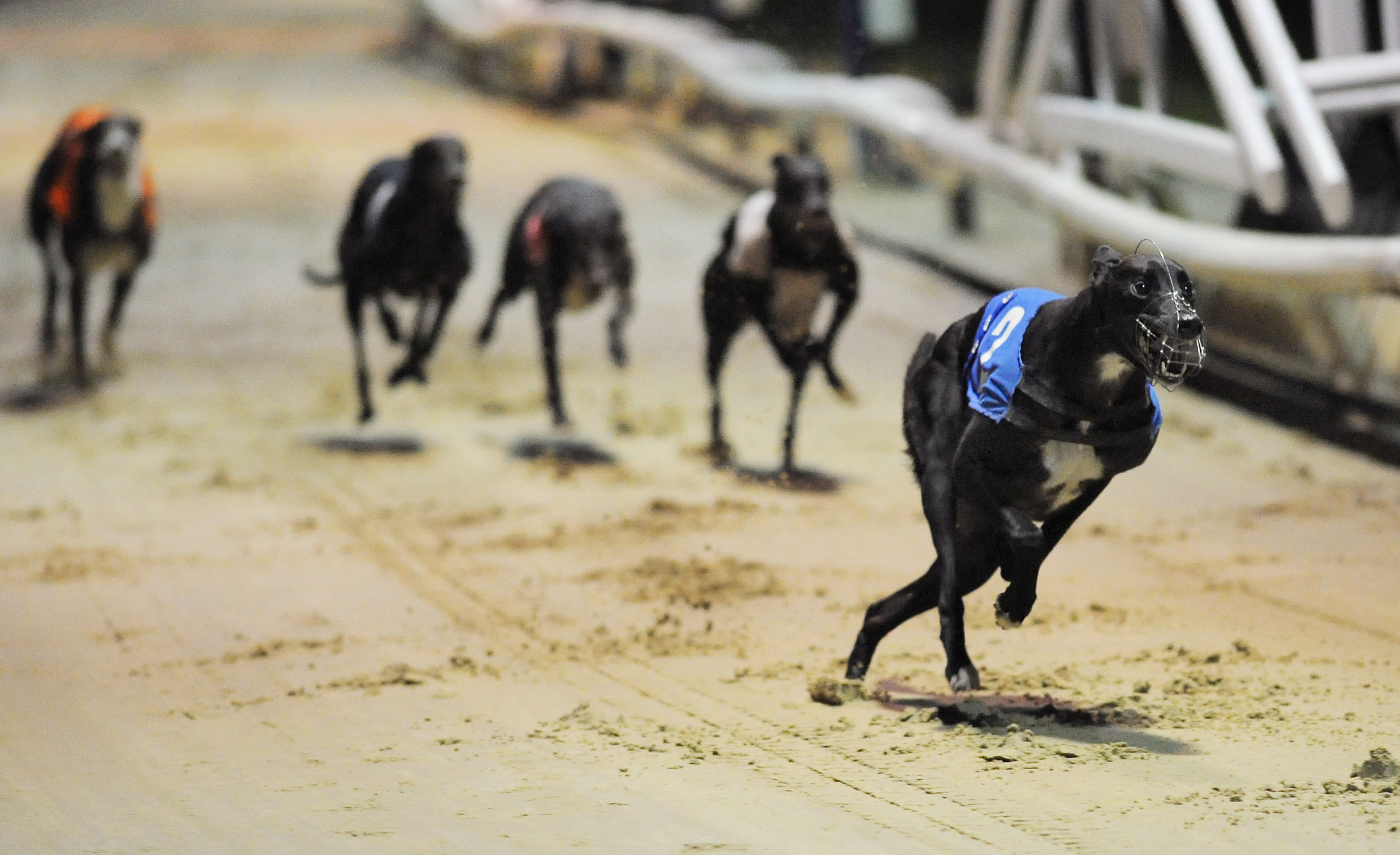 Nothing faster than Sound - Greyhound Star | News from the Greyhound ...