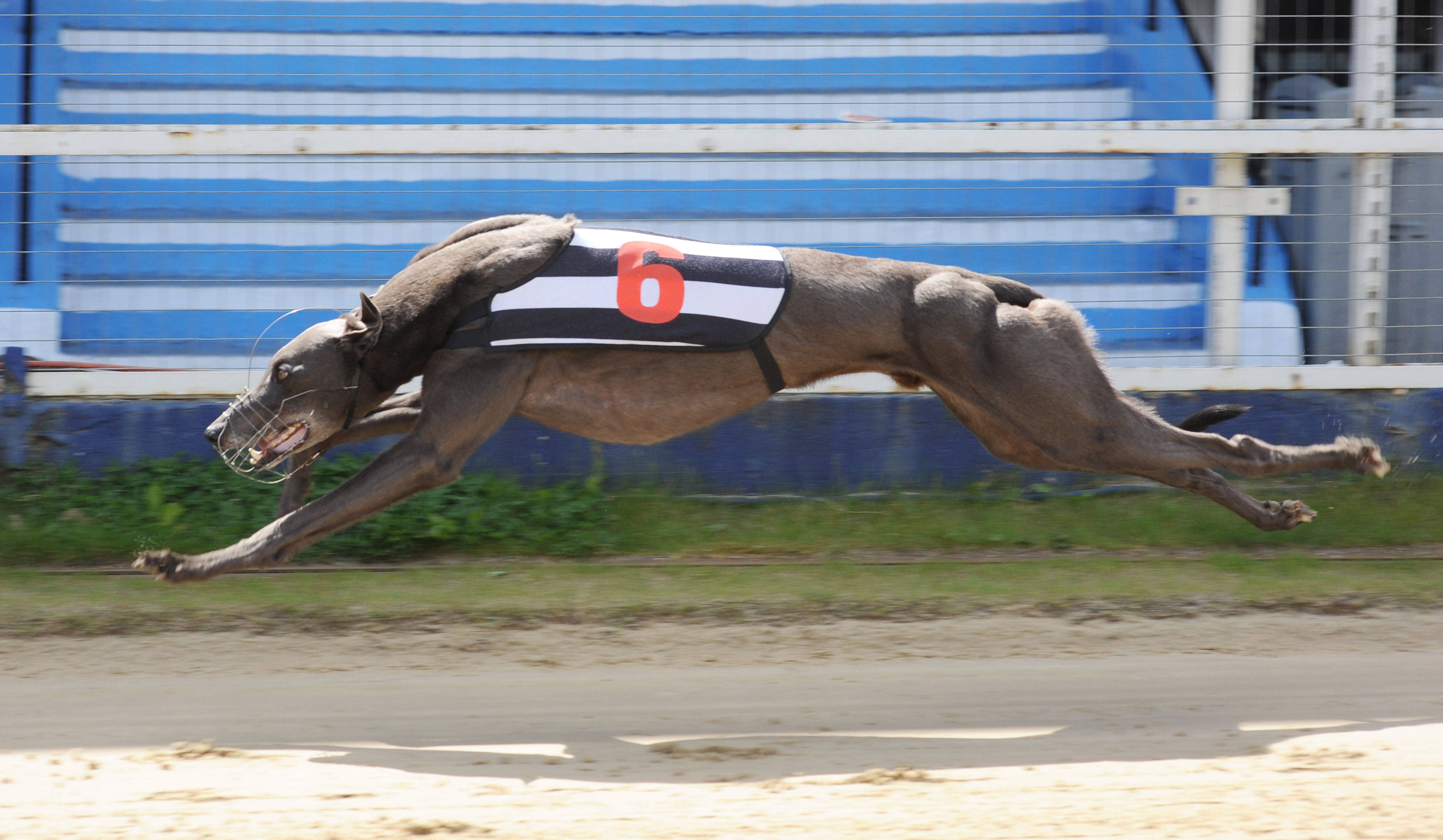 MARK WALLIS: KICK IN THE CLUTCH - Greyhound Star | News from the ...