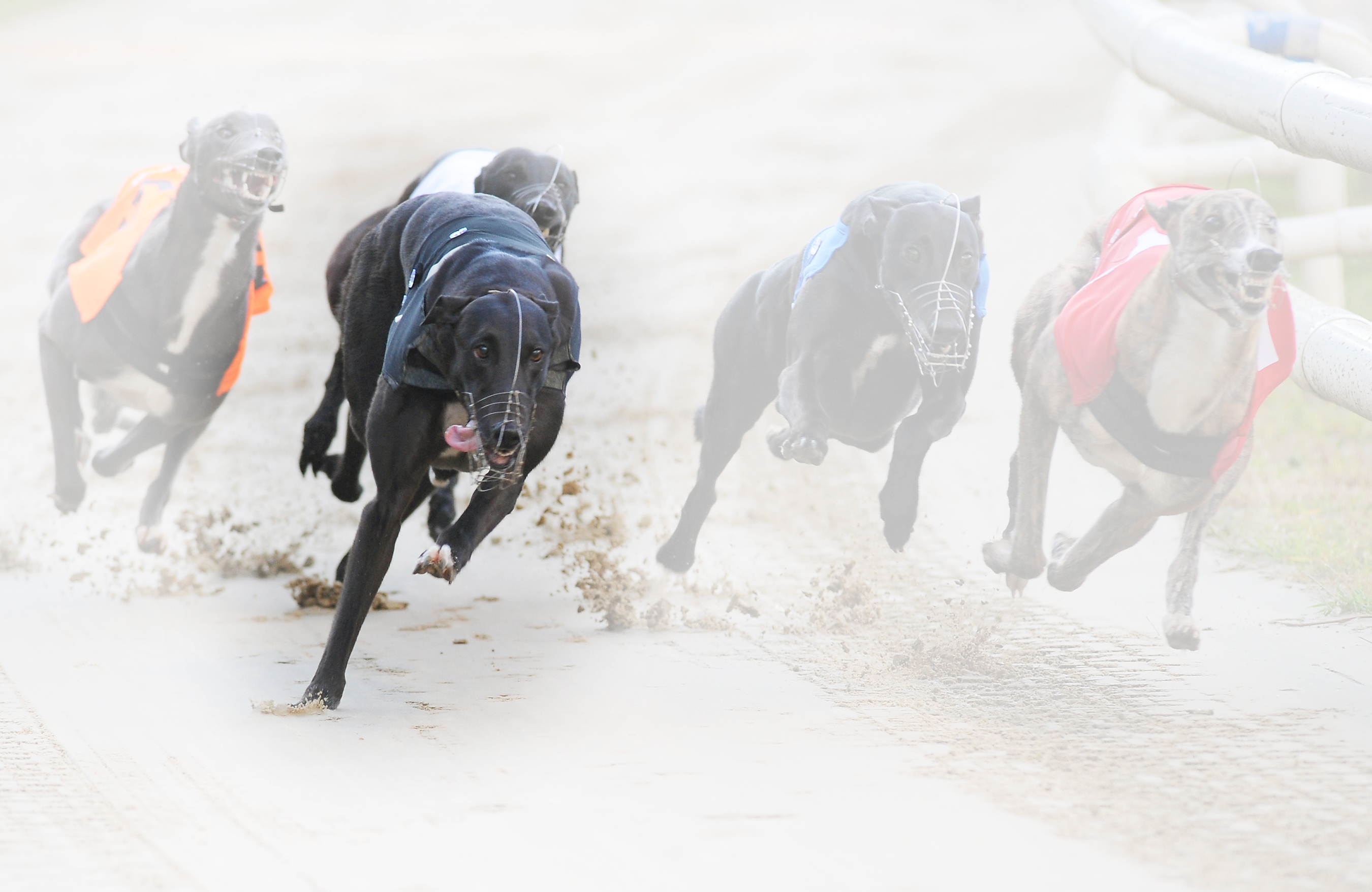 Eden the best - Greyhound Star | News from the Greyhound Industry
