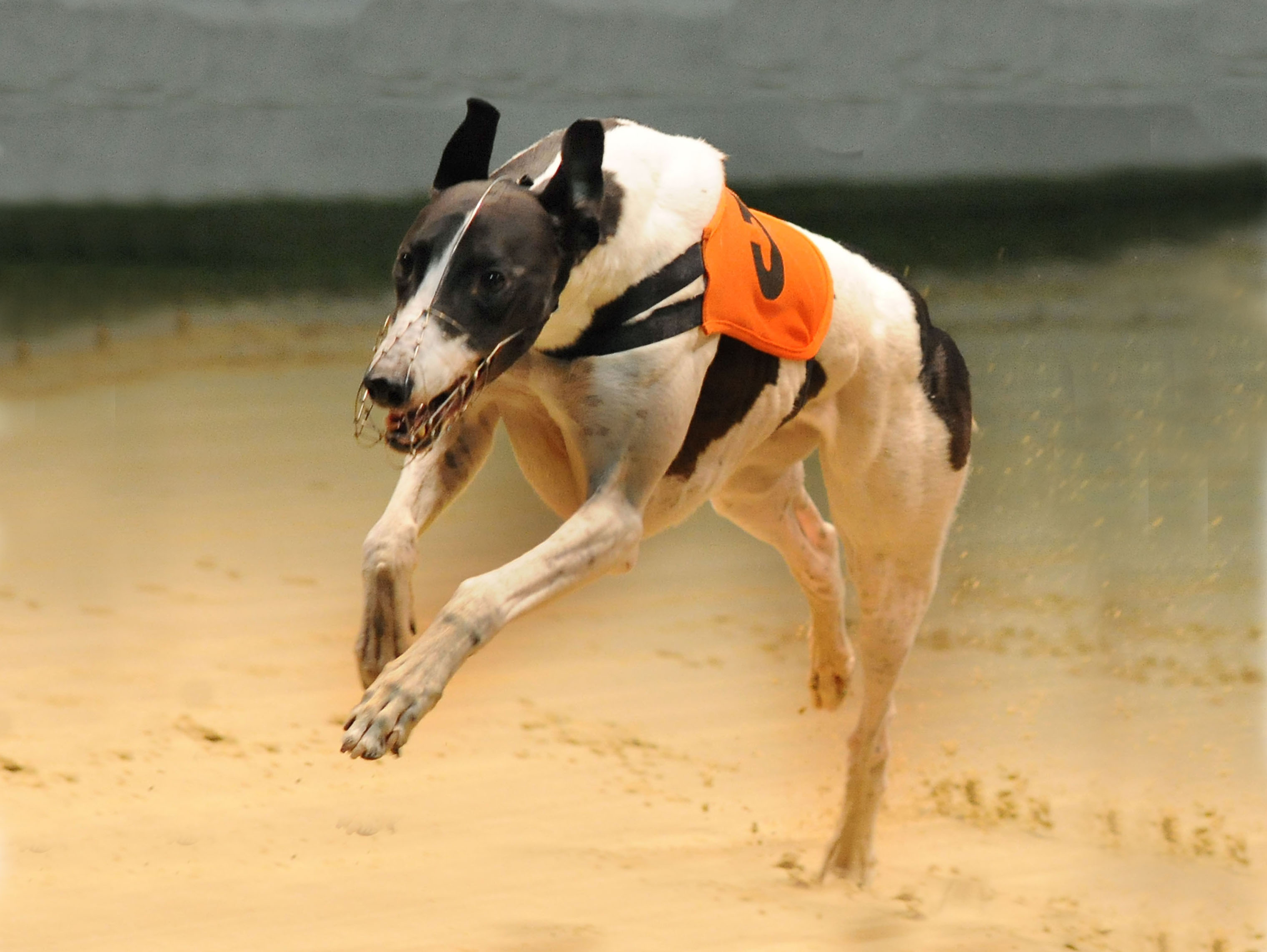 25-1 with a mighty Bound - Greyhound Star | News from the Greyhound ...