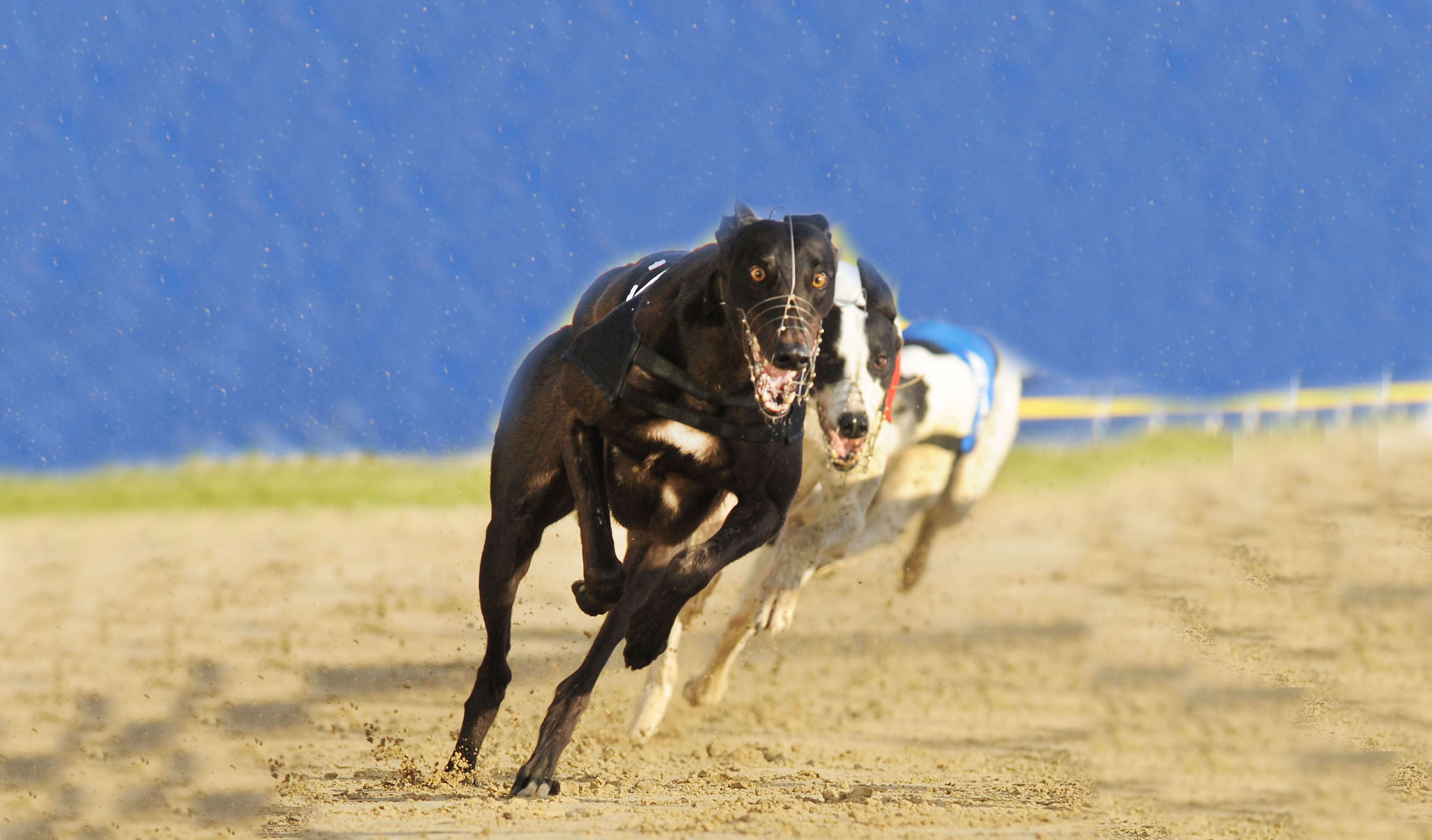 Millwards Teddy breaks hock in Leger - Greyhound Star | News from the ...