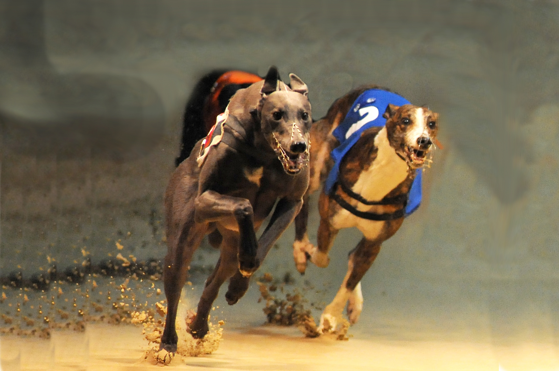 Brilliant Bob over first obstacle - Greyhound Star | News from the ...