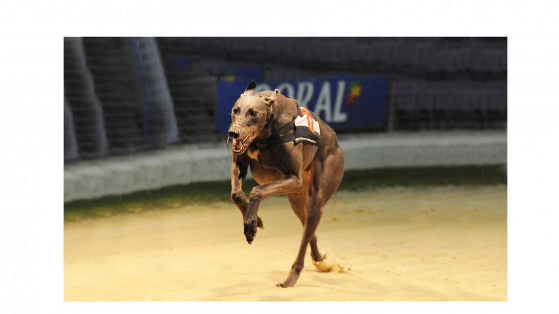 MARK WALLIS - CELEBRATING BOB AND REMEMBERING MITCH - Greyhound Star ...