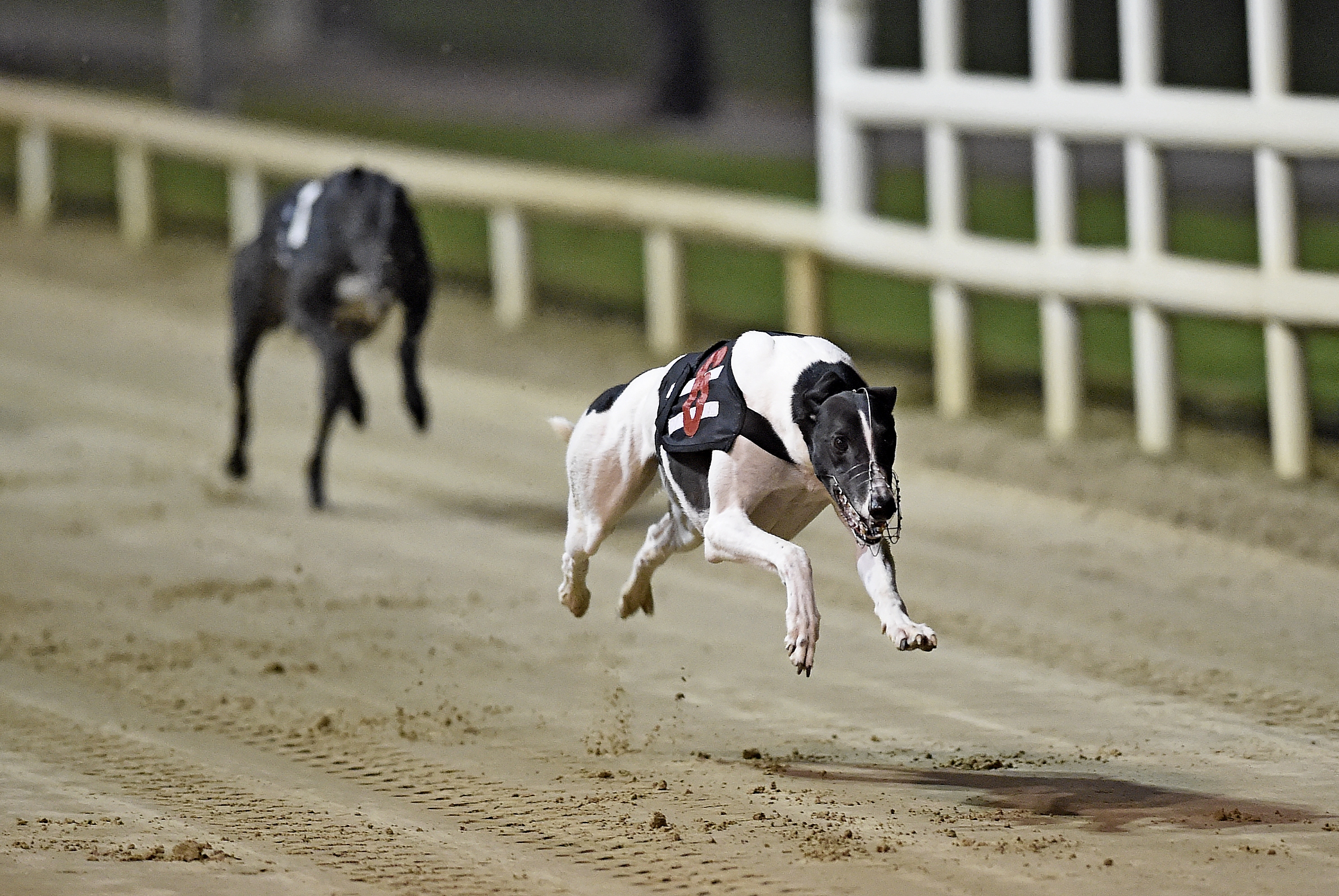 Rory the story in Limerick - Greyhound Star | News from the Greyhound ...