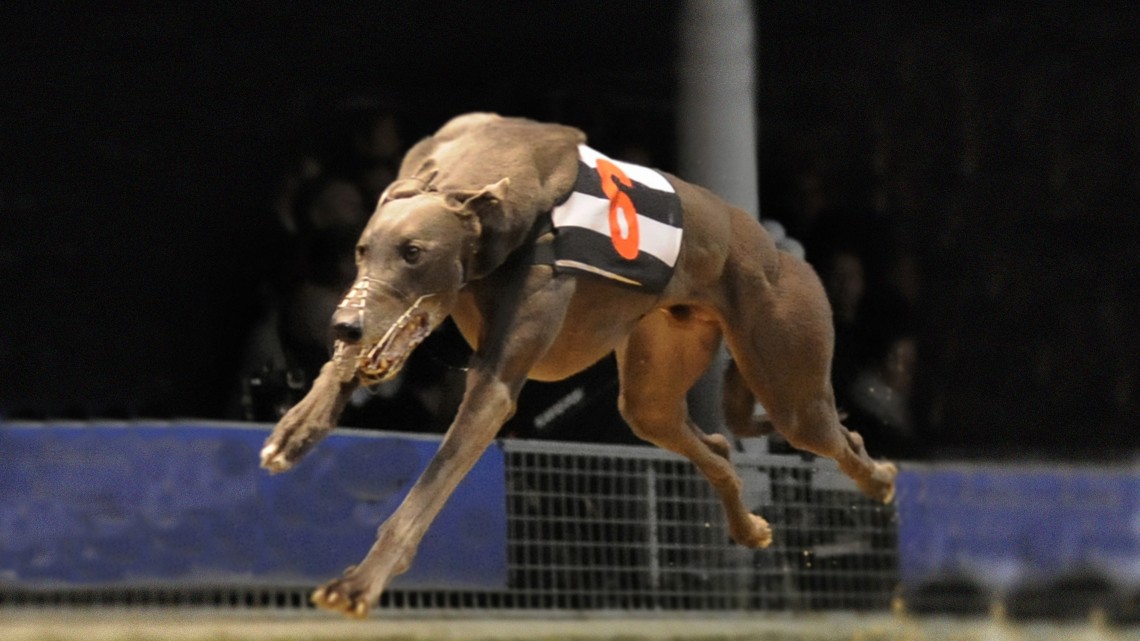 Bobbing out at the top - Greyhound Star | News from the Greyhound Industry