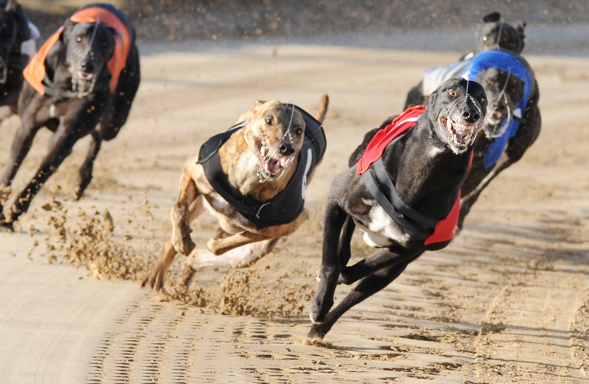 Classic line-up at Poole - Greyhound Star | News from the Greyhound ...