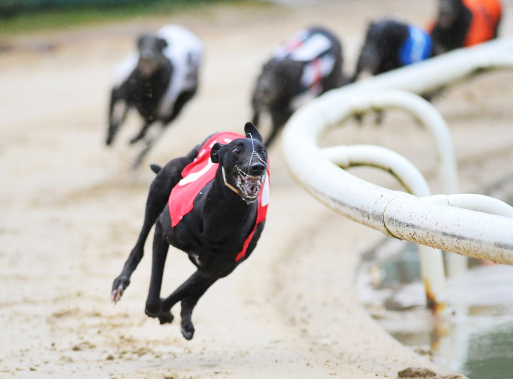 Bubbly Boxing Day - Greyhound Star | News from the Greyhound Industry