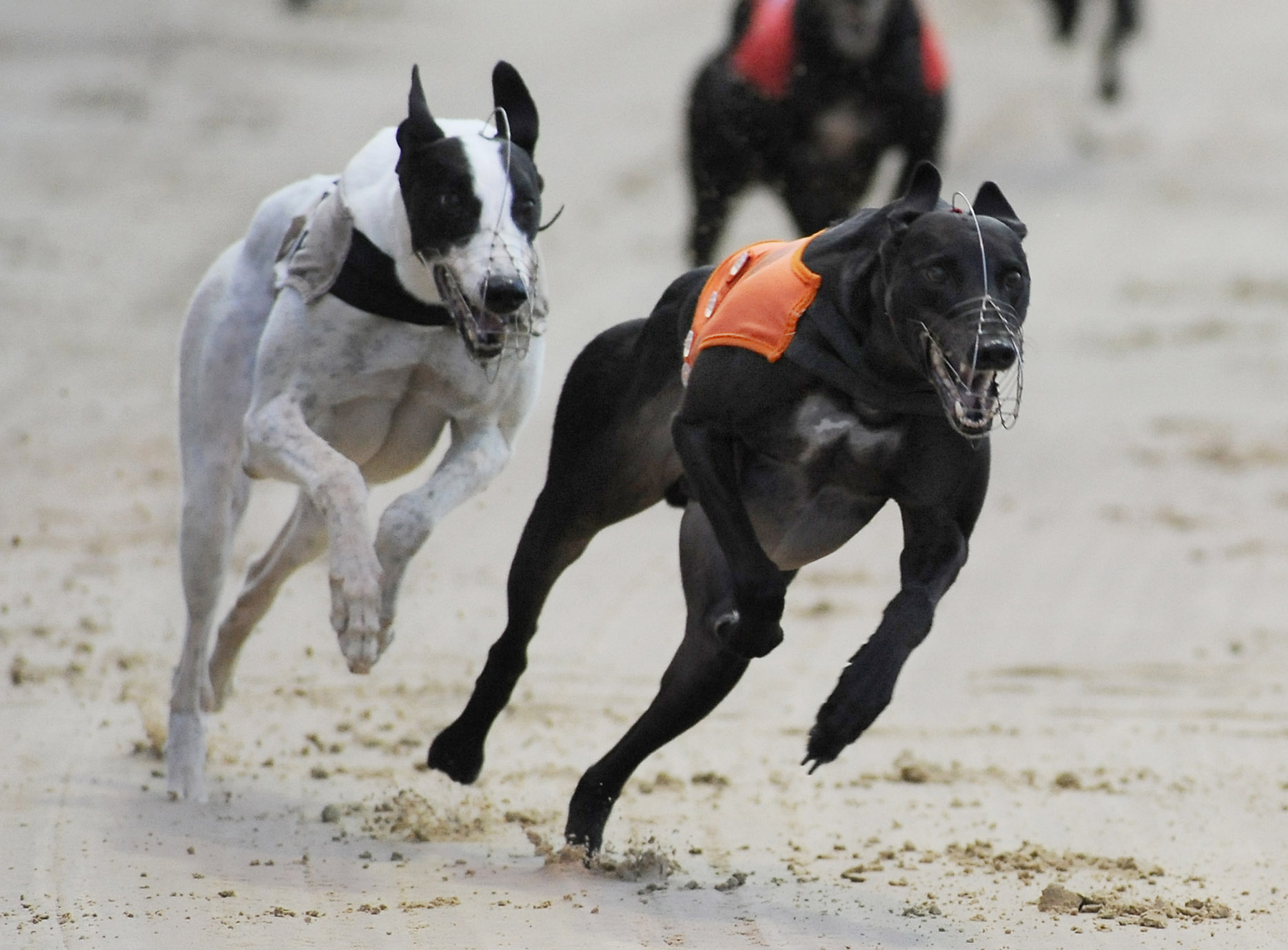Jack ran a cracker in Olympic qualifier - Greyhound Star | News from ...
