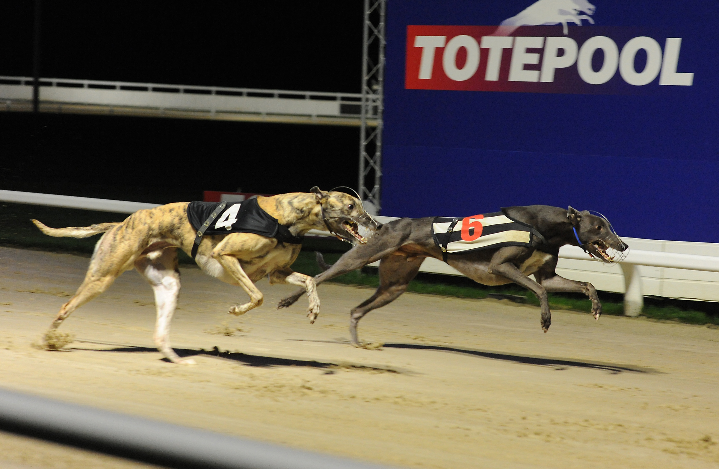 Unbeatable Alley - Greyhound Star | News from the Greyhound Industry