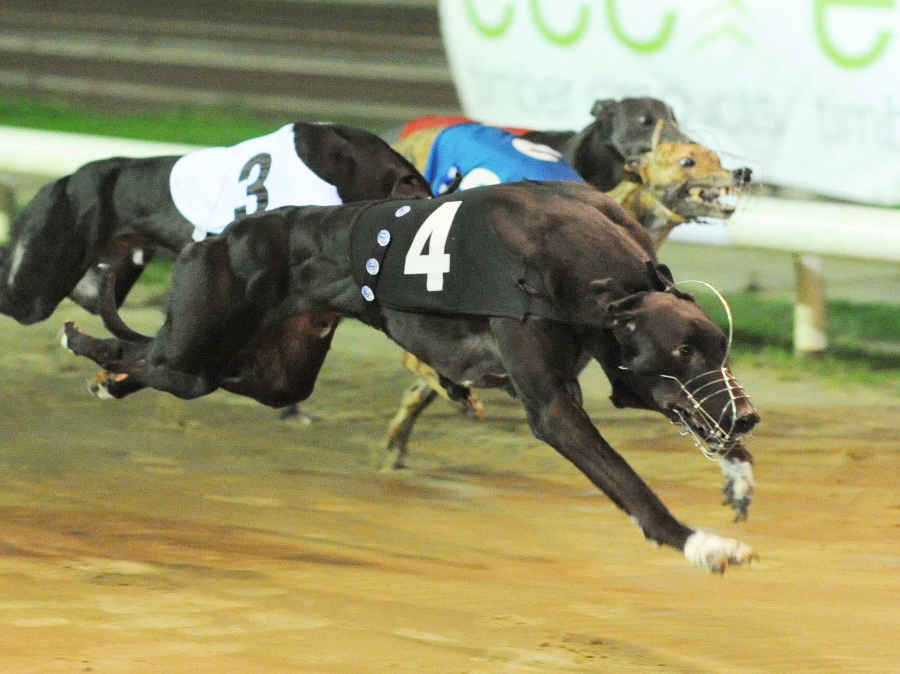 FASTEST OF YEAR - Greyhound Star | News from the Greyhound Industry