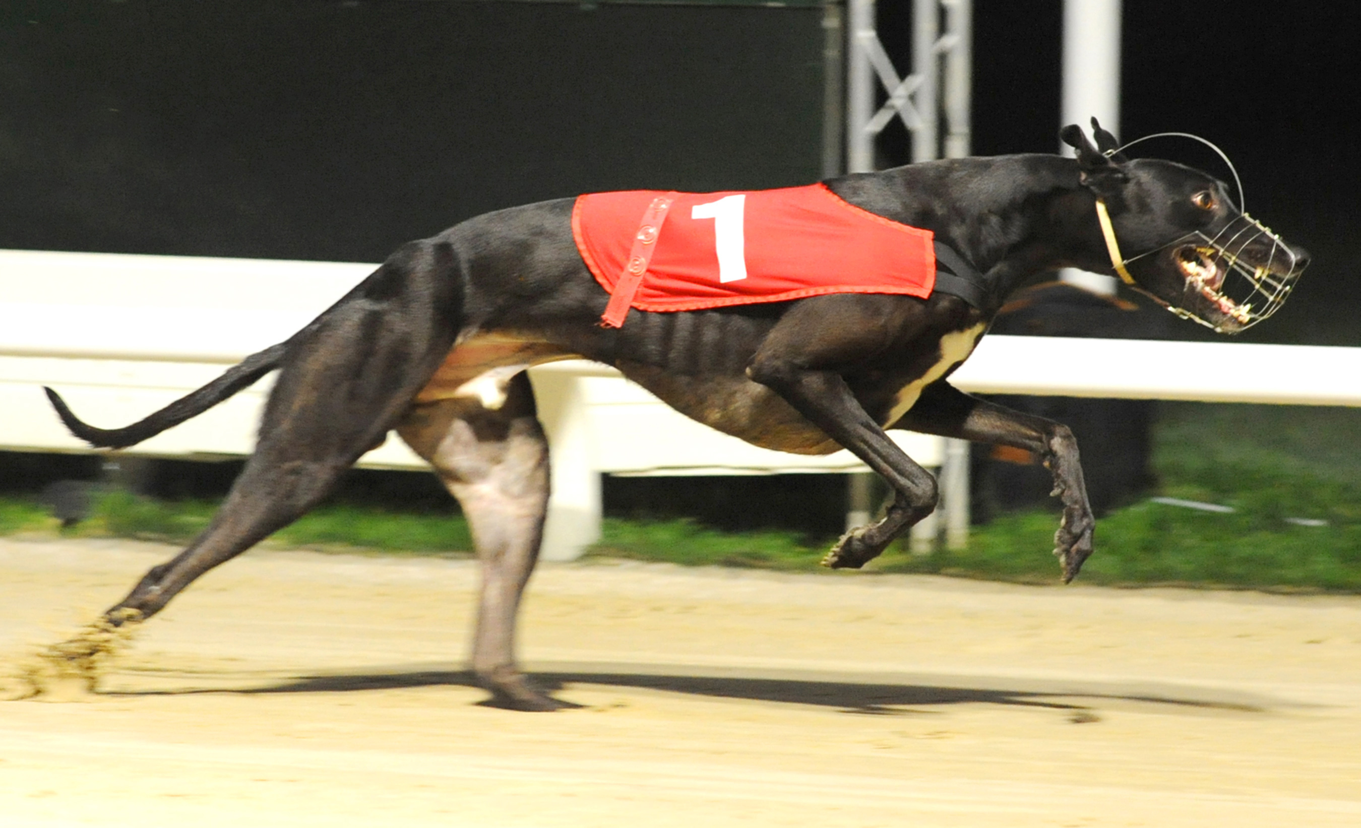 Favourites night at Towcester - Greyhound Star | News from the ...