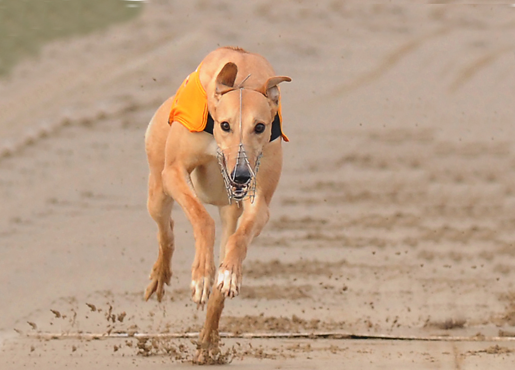 Latest British bred litters - Greyhound Star | News from the Greyhound ...