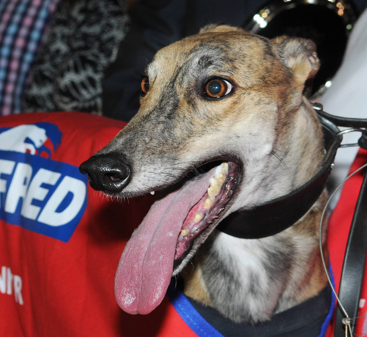 Gravy irresistible - Greyhound Star | News from the Greyhound Industry