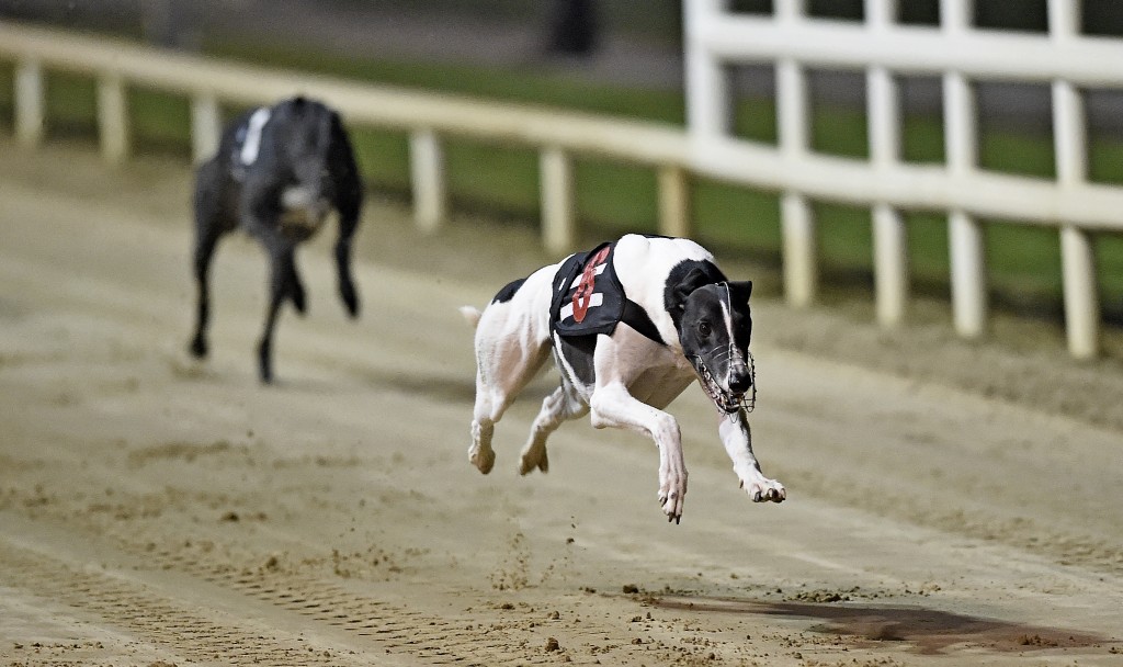 GRAHAM HOLLAND: EXCITED FOR 2016 - Greyhound Star | News from the ...