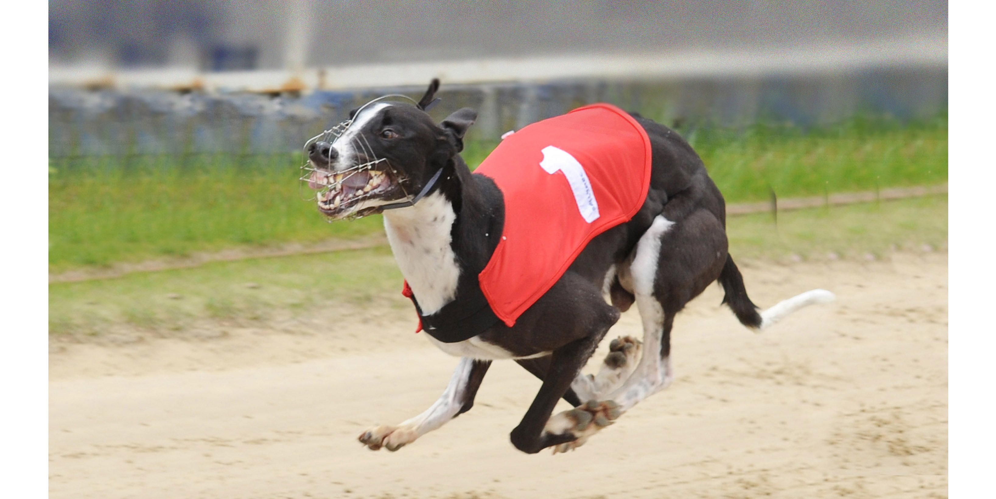Matt near Newcastle clock - Greyhound Star | News from the Greyhound ...