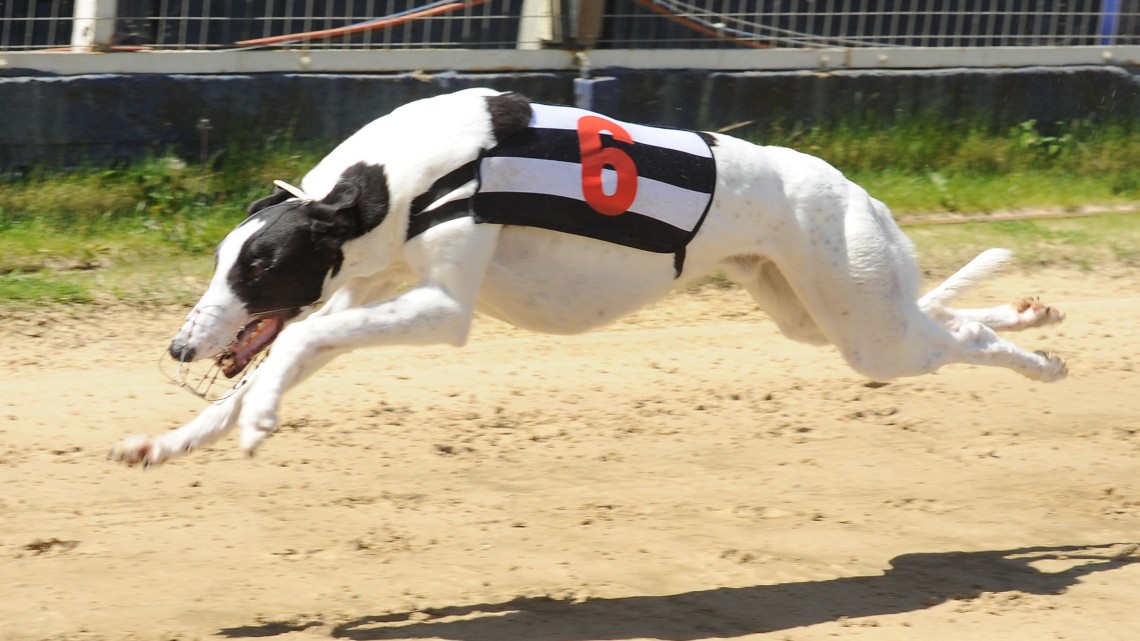 Fun night at Sheffield - Greyhound Star | News from the Greyhound Industry