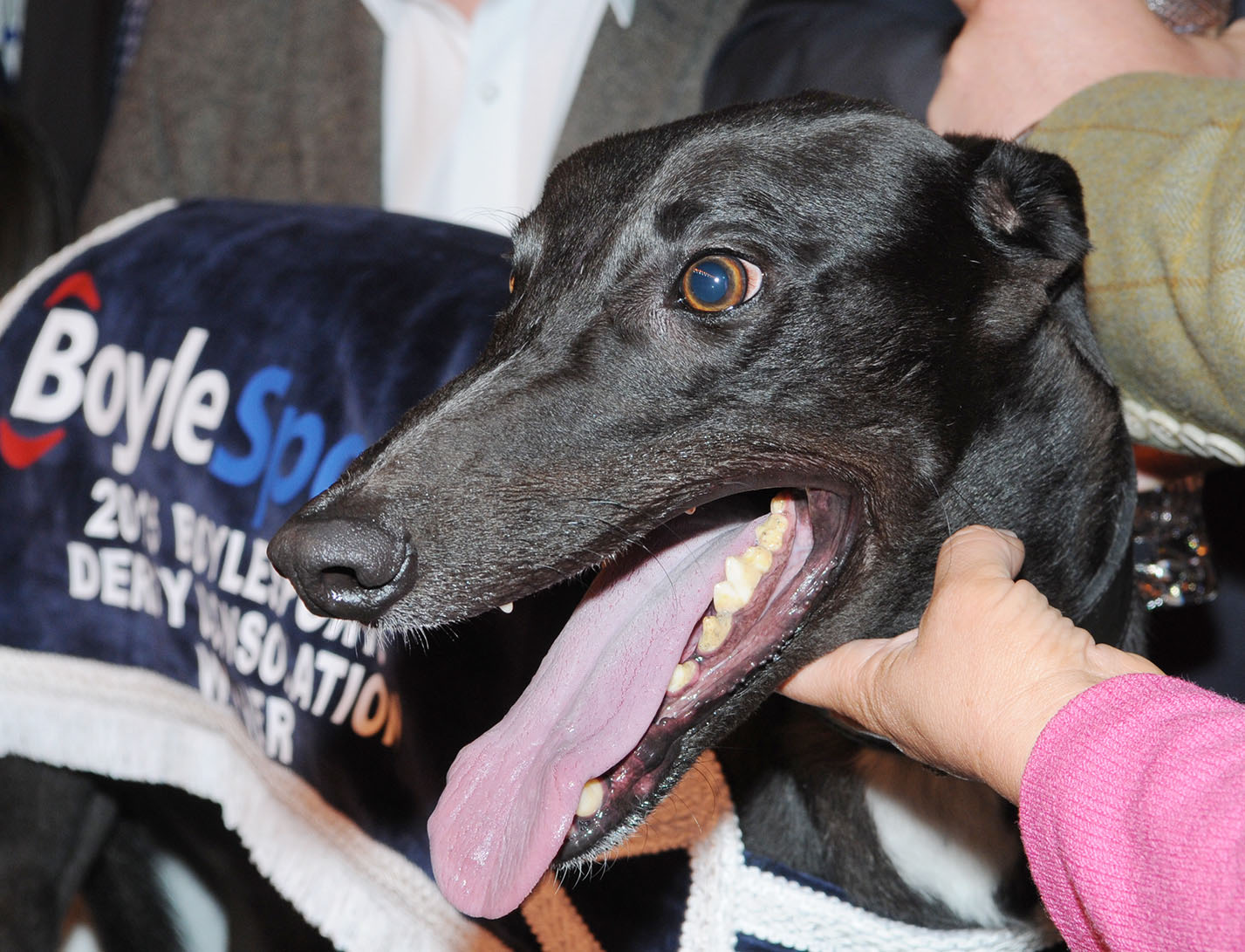 IRISH PERFORMANCE OF THE WEEK - Greyhound Star | News from the ...