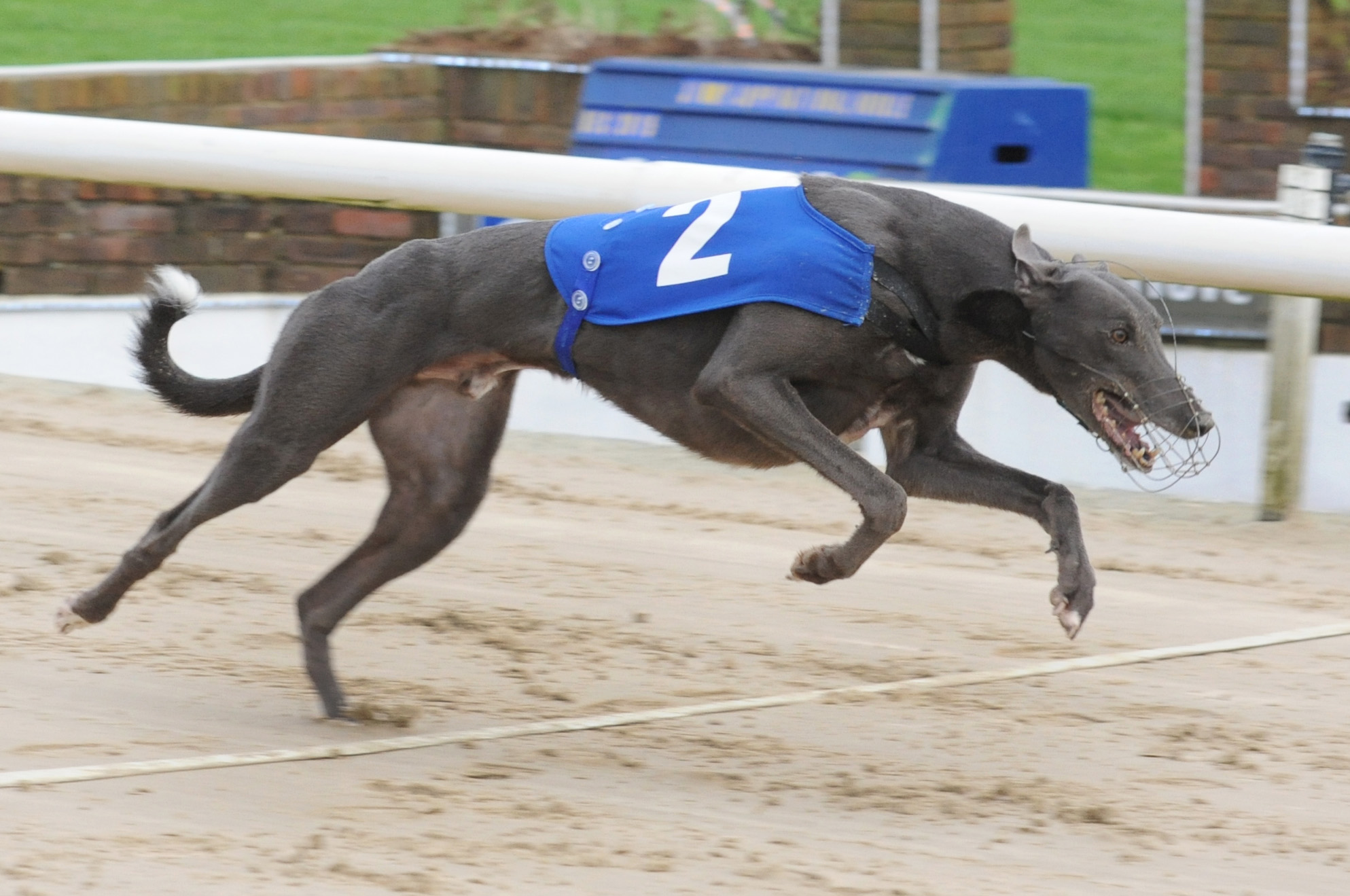 TC Preparation at Sittingbourne - Greyhound Star | News from the ...