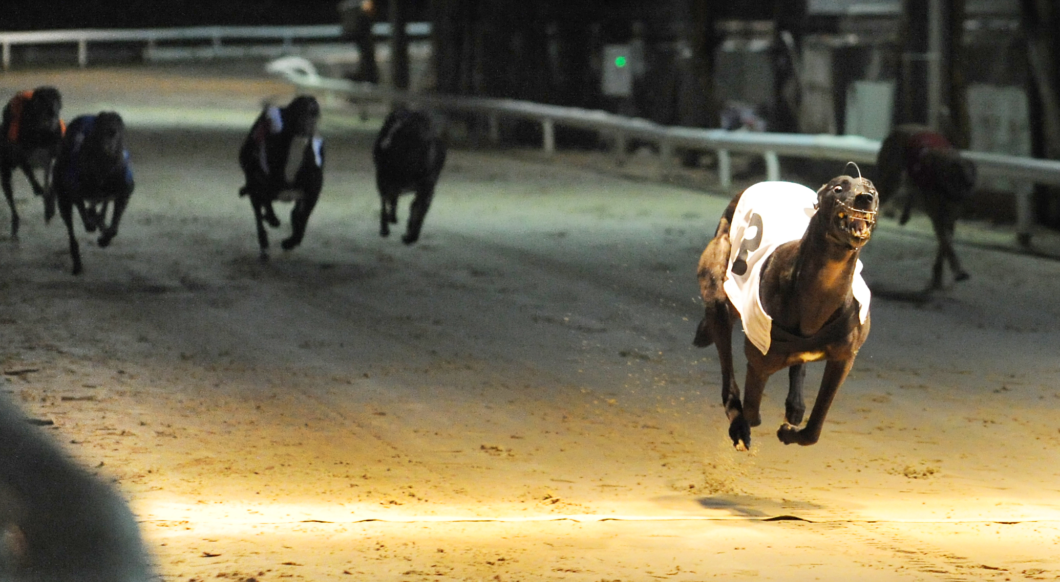 Brogan the first - Greyhound Star | News from the Greyhound Industry