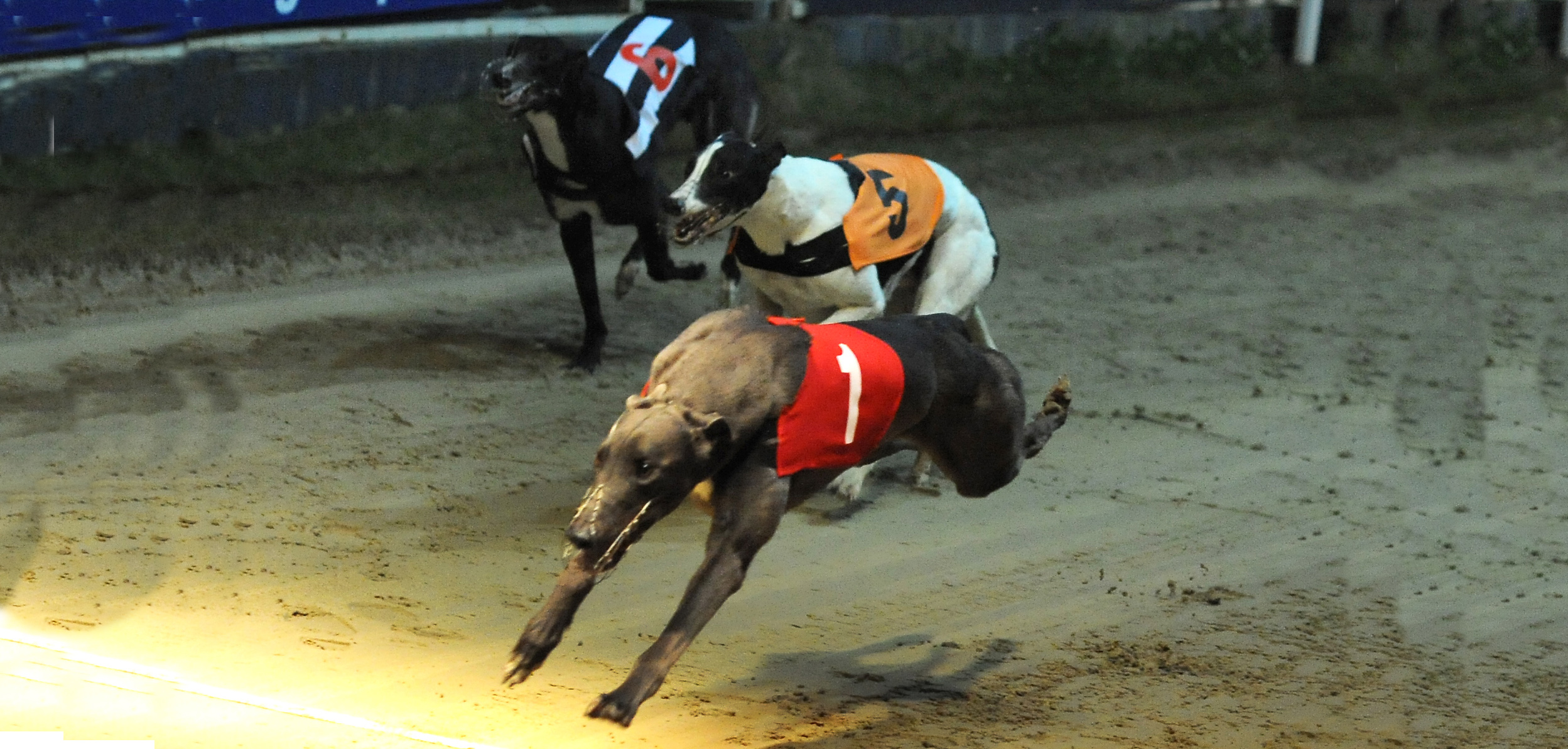 Ramsey IV wins Juvenile - Greyhound Star | News from the Greyhound Industry