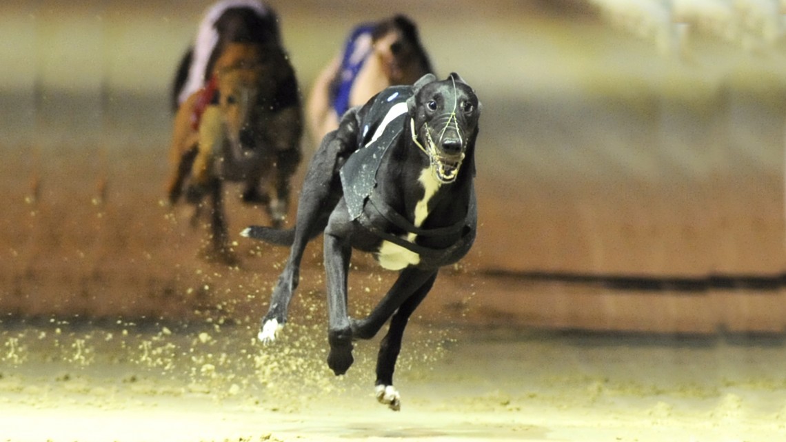 Kid pride of Scotland - Greyhound Star | News from the Greyhound Industry