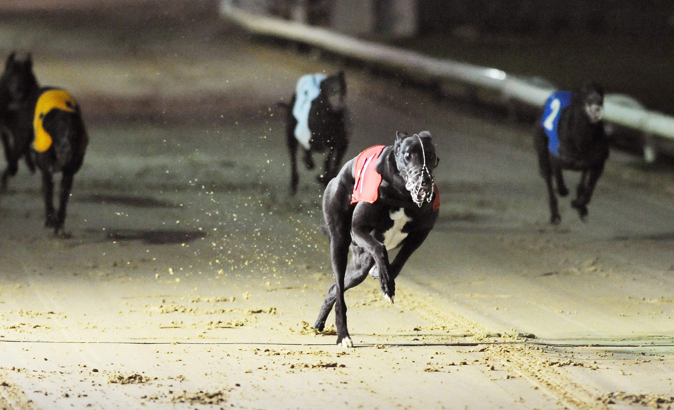 British bred Ace on the Bunny at Henlow - Greyhound Star | News from ...